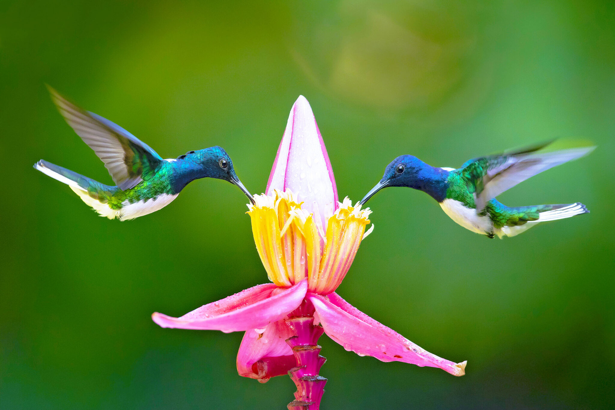 National Hummingbird Day: Celebrating nature's aerial acrobats • Earth.com