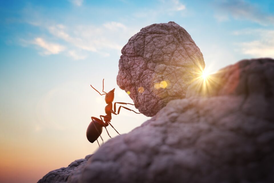 Ant nests could help humans build better transportation systems • Earth.com