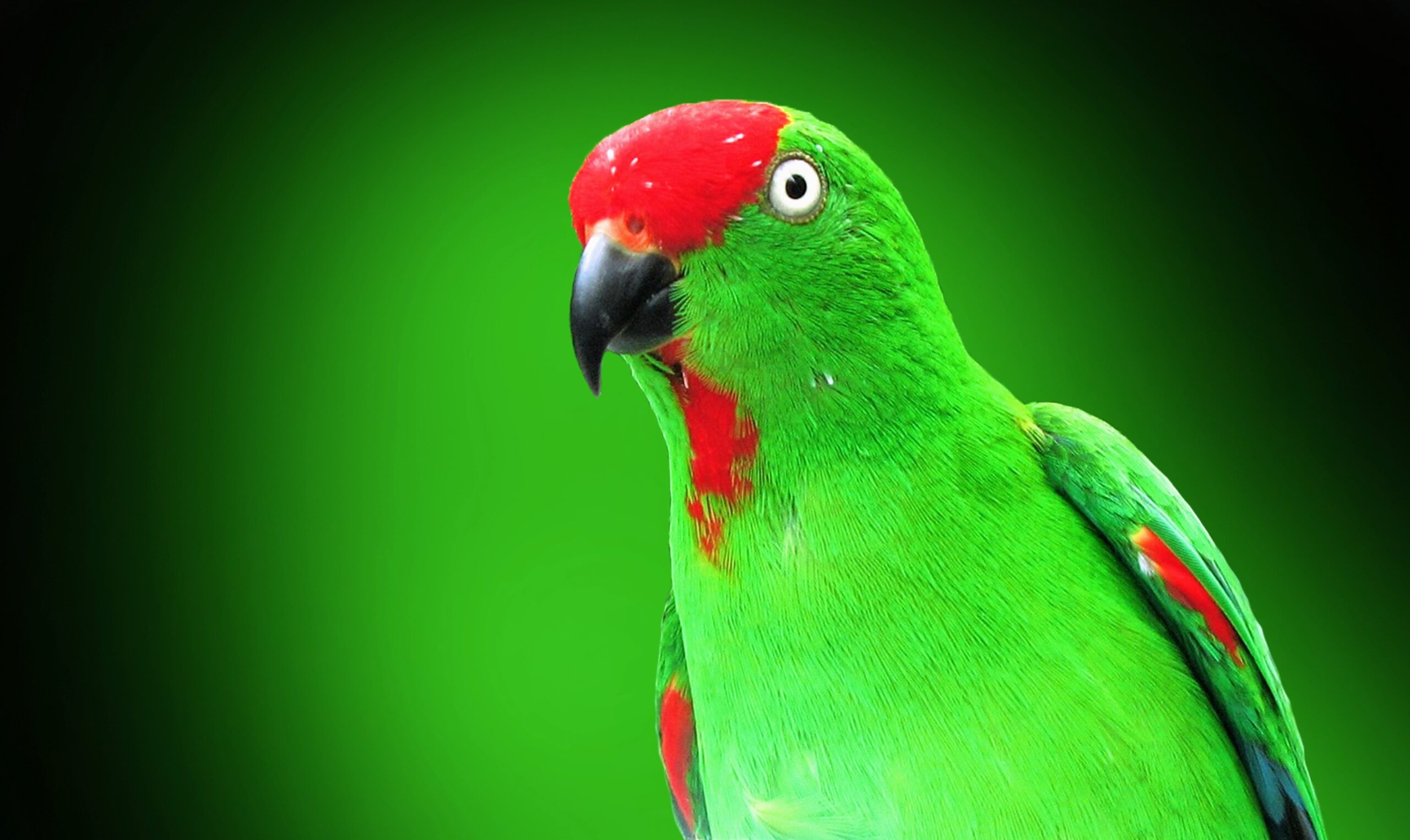 Nature's puzzle: Why are some species rare and others are common ...