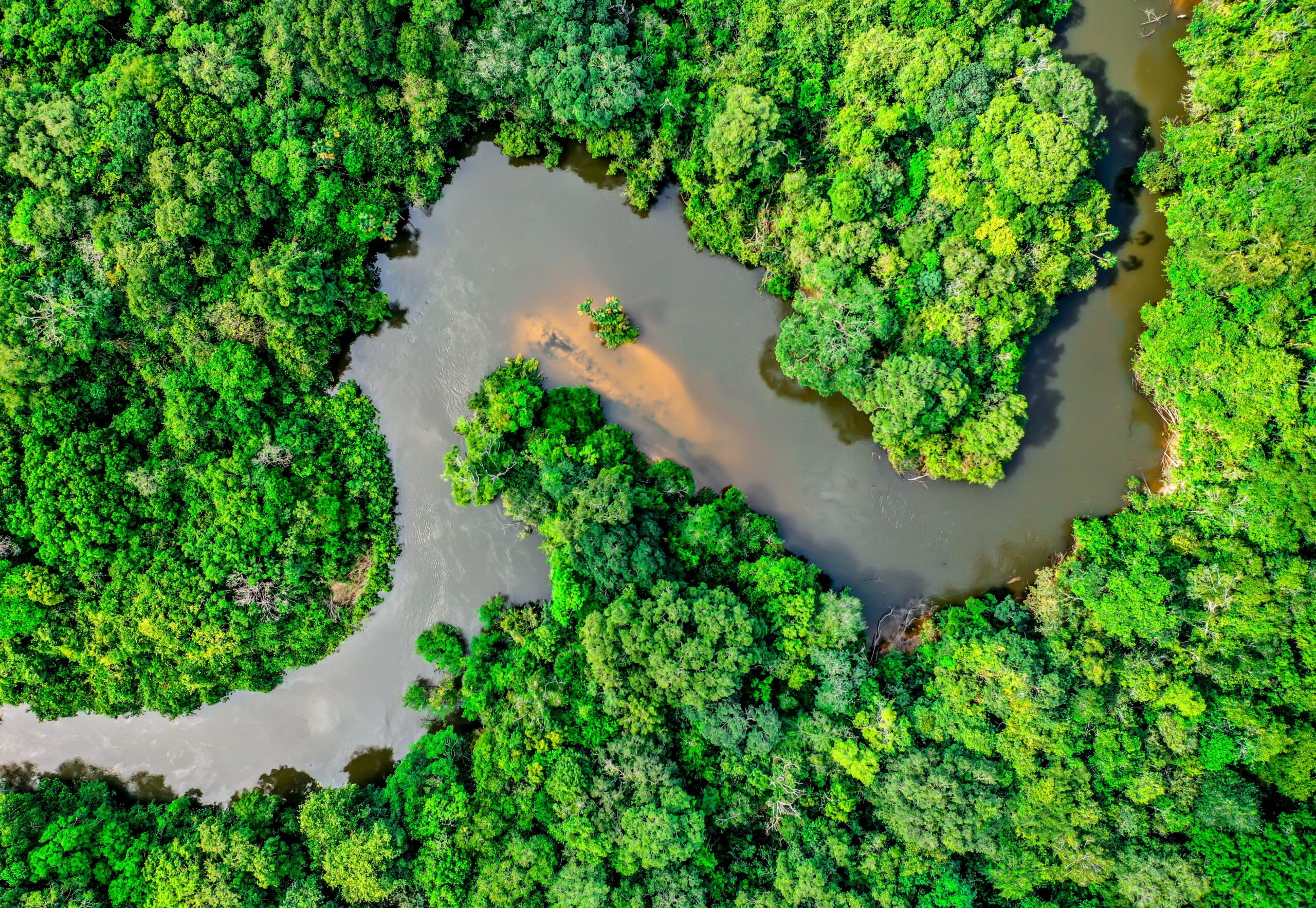 Extreme weather can flip forests from carbon sinks to carbon sources ...