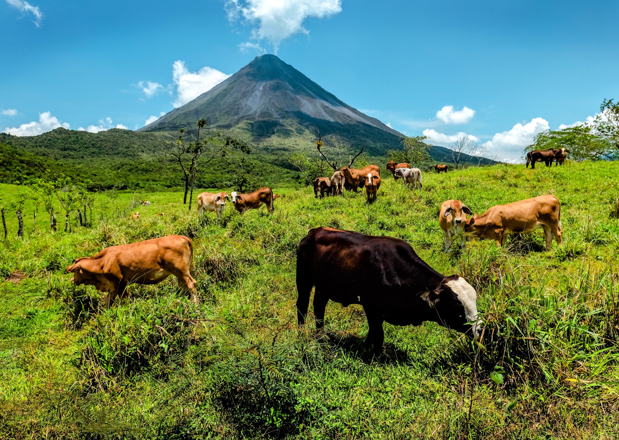 Diversified farms can support both food security and wildlife ...