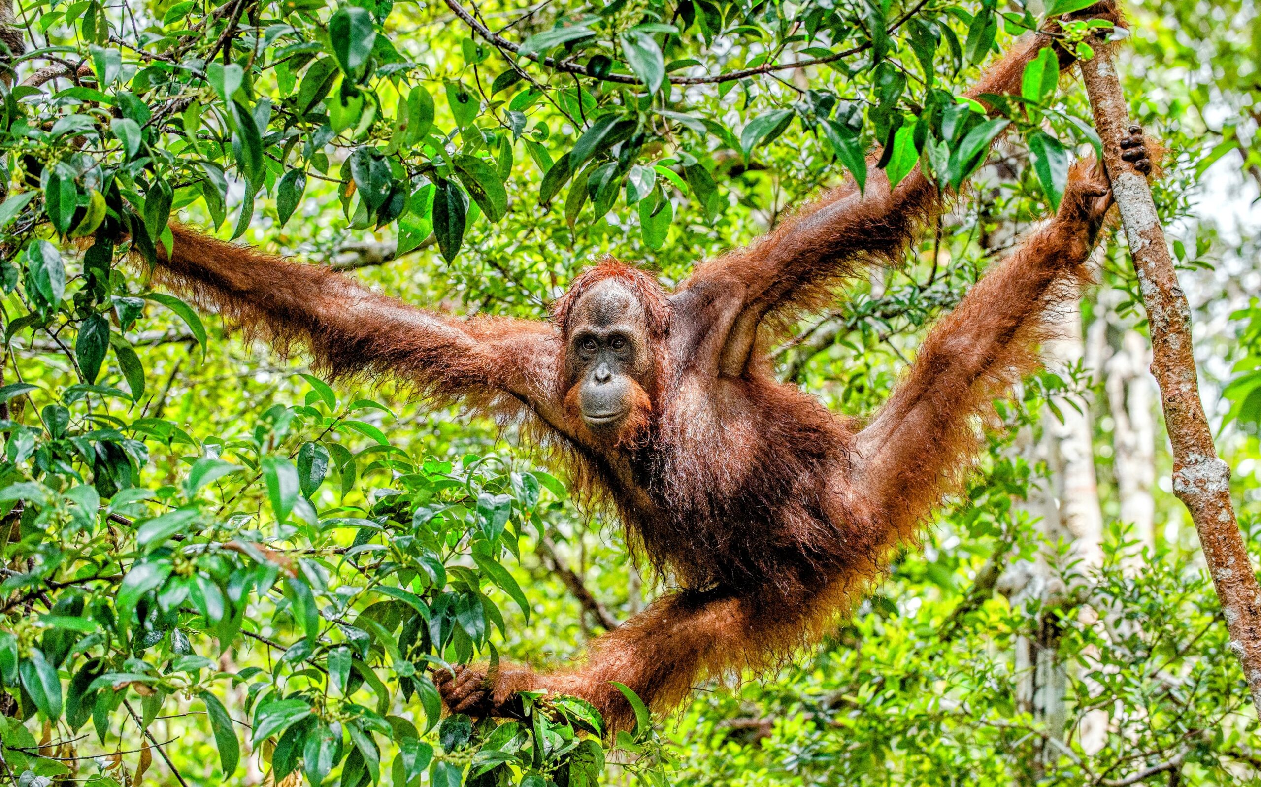 Apes evolved shoulders as "brakes" to safely climb down trees - Earth.com