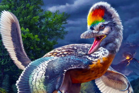 New extinct species provides a glimpse into early bird evolution ...