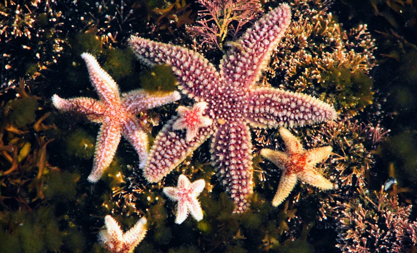 What Eats Sea Stars Sea Stars: Unstoppable Killers Of The Ocean?