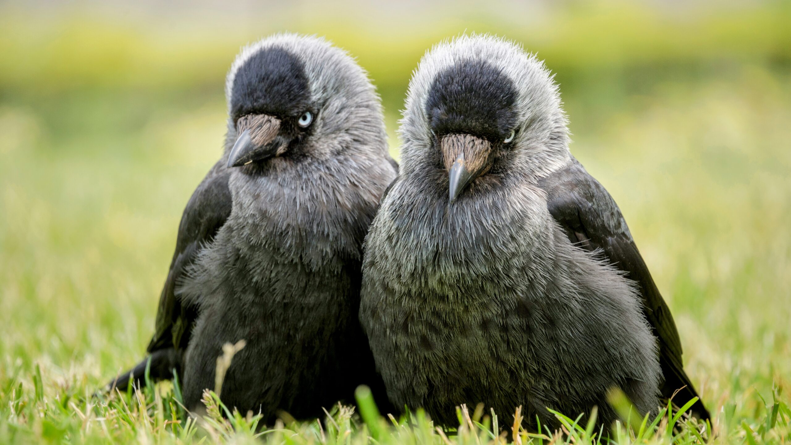 Jackdaws choose food over friends, but not over family - Earth.com