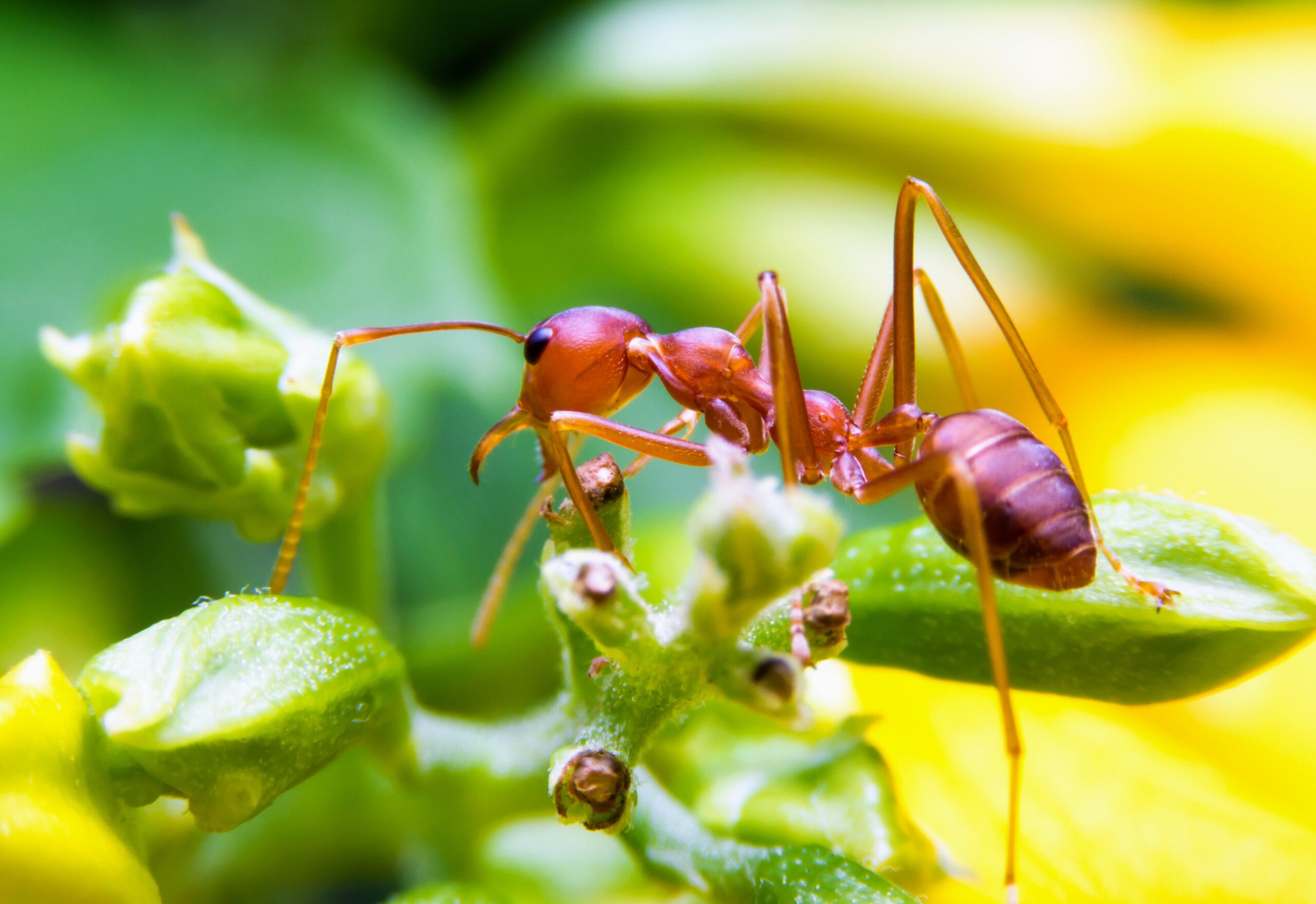 Invasive red fire ants have made their way to Europe and are poised to ...