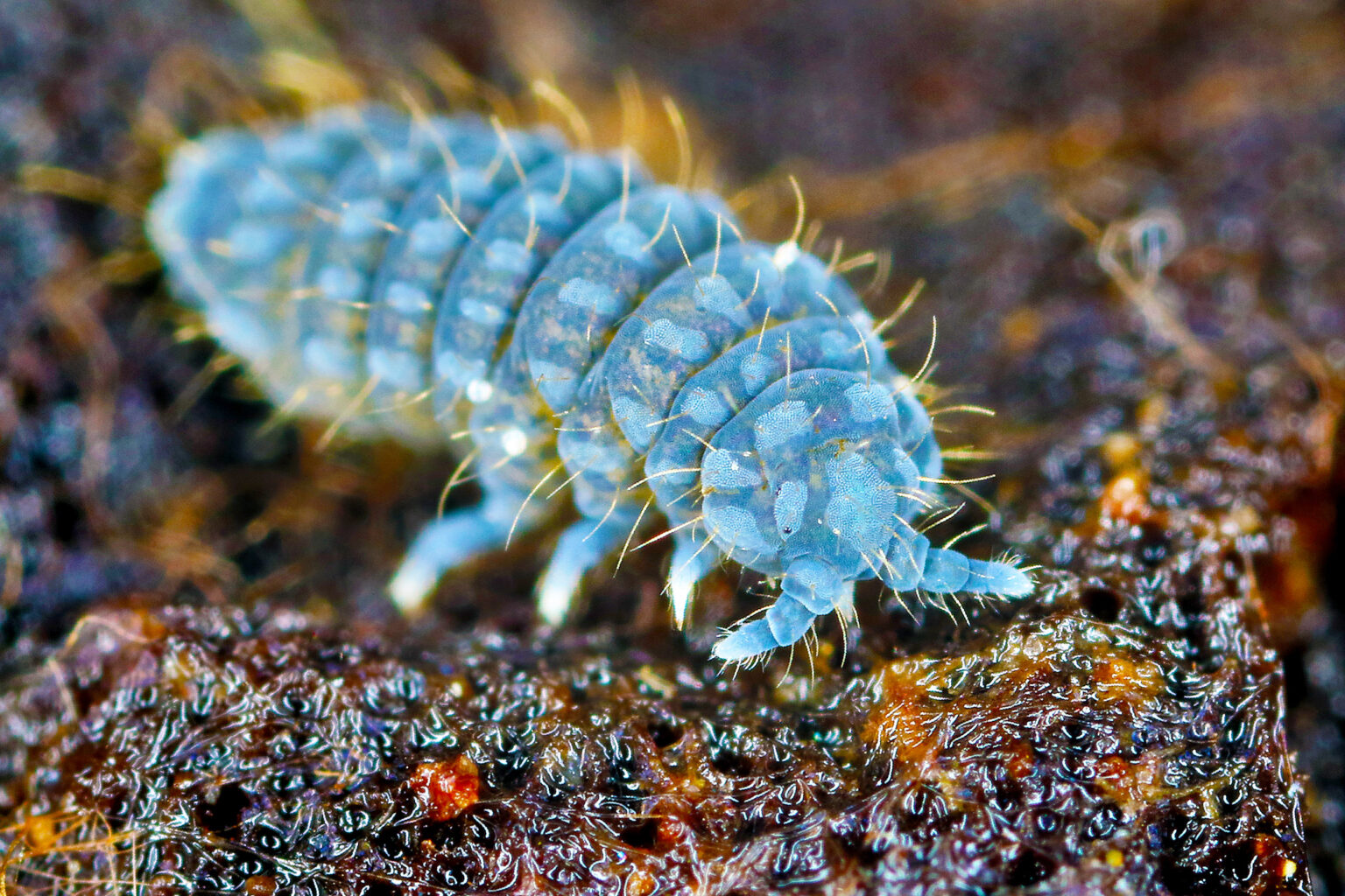 What are springtails and why would humans not exist without them ...