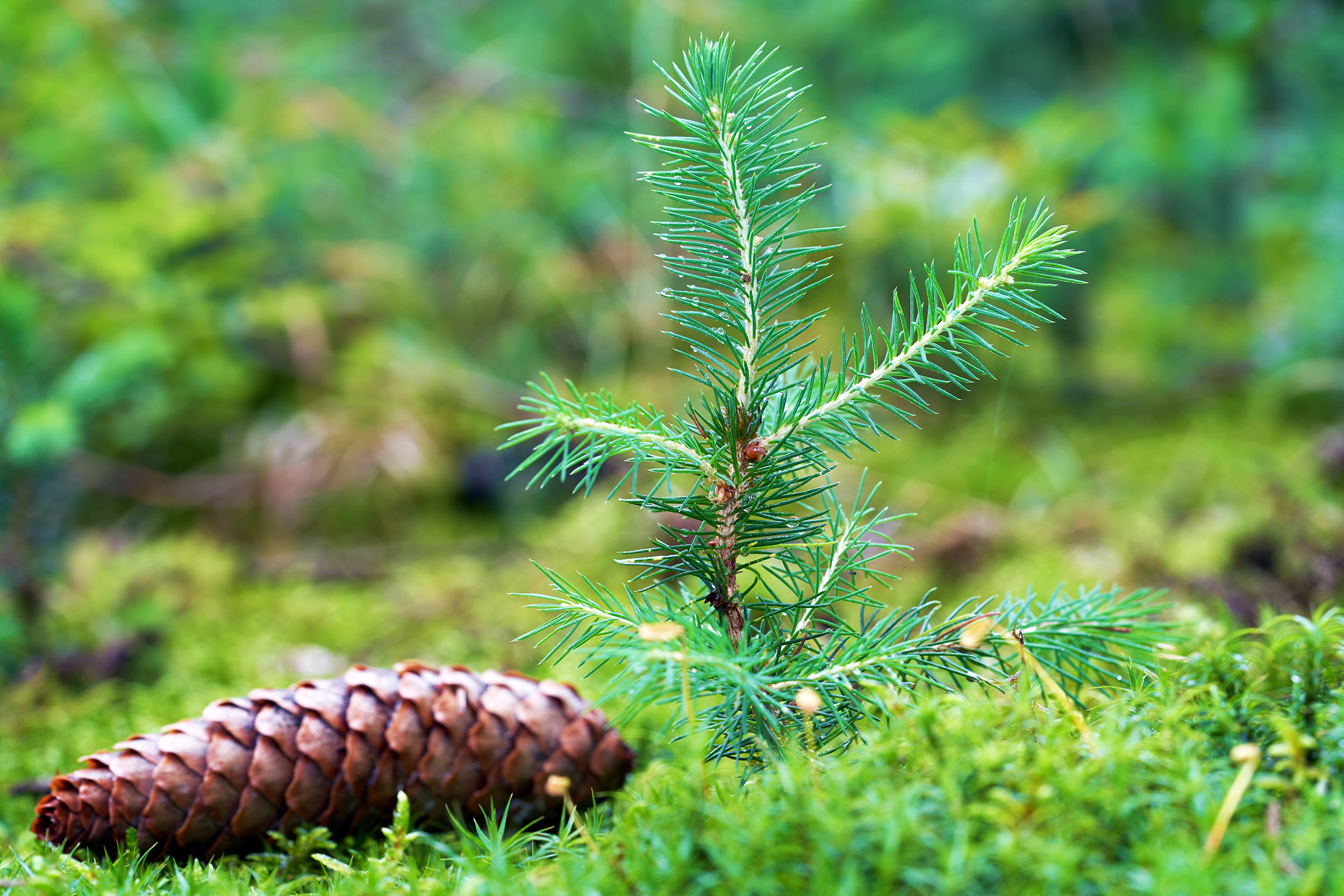 Researchers Create Antimicrobial Substances Using Lignin And Plant Researchers Create Antimicrobial Substances Using Lignin And Plant