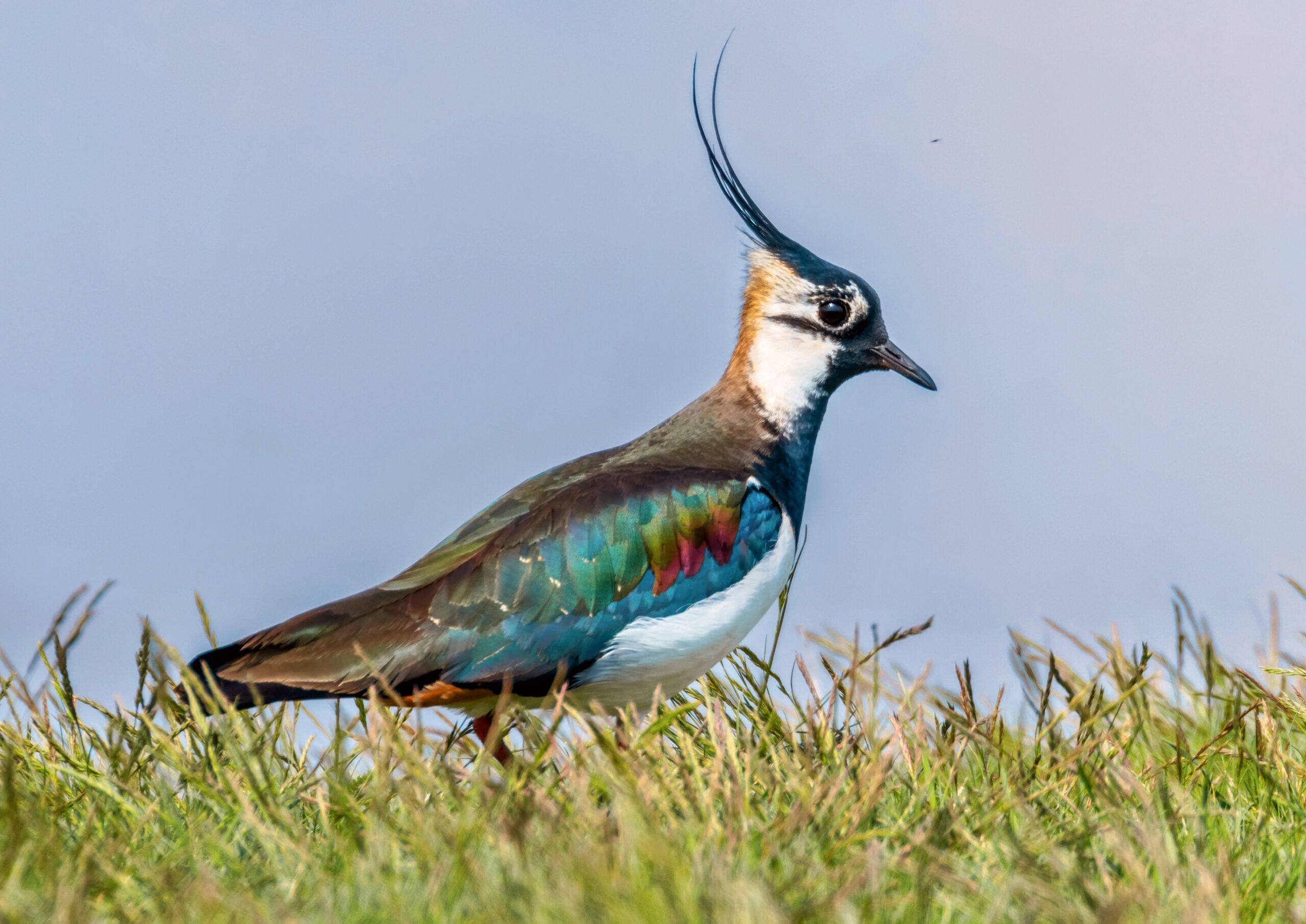 Lapwings are masters of camouflage, hiding in plain sight - Earth.com