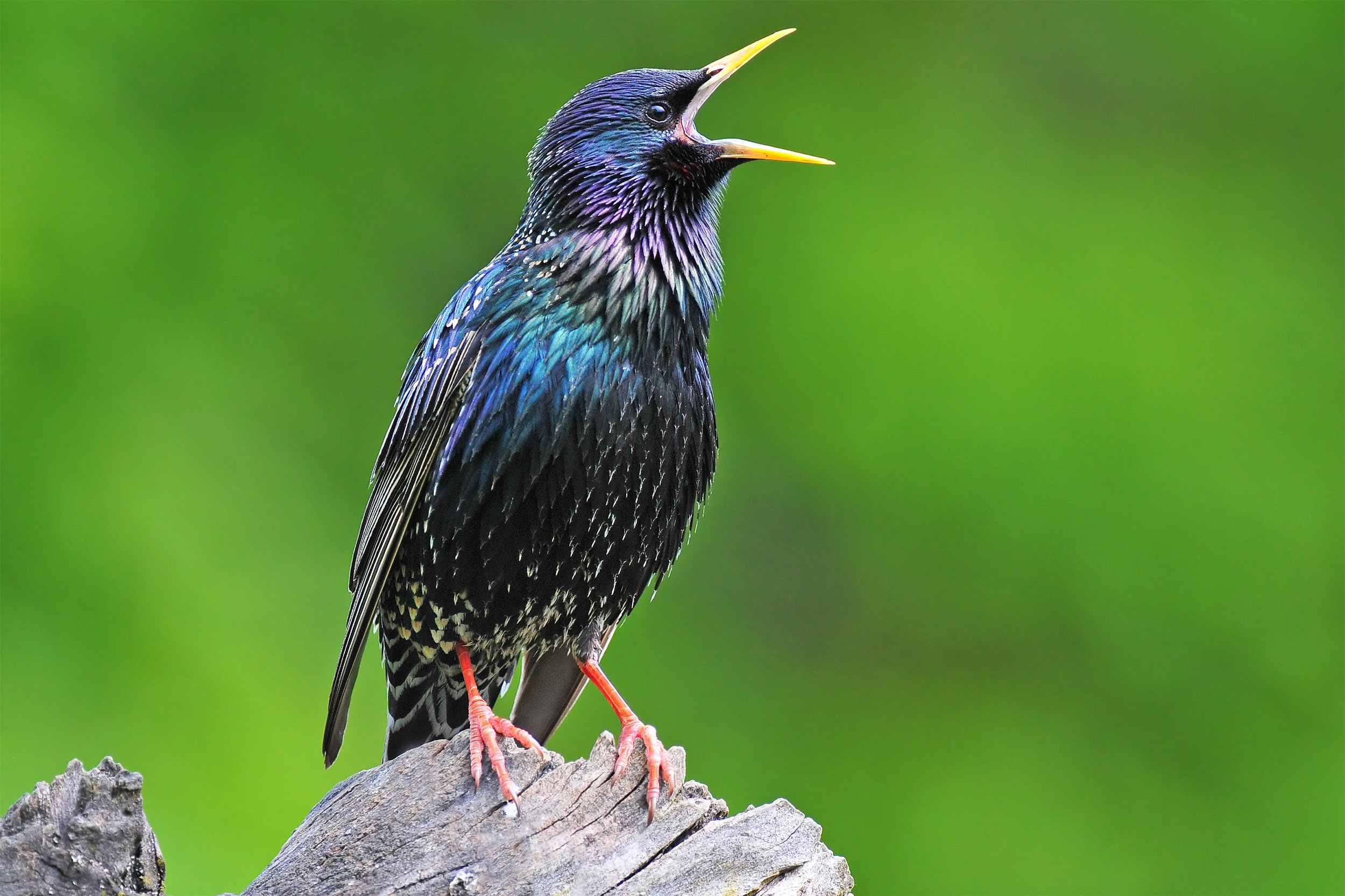 Among songbirds, complex vocal learners are superior problem solvers ...
