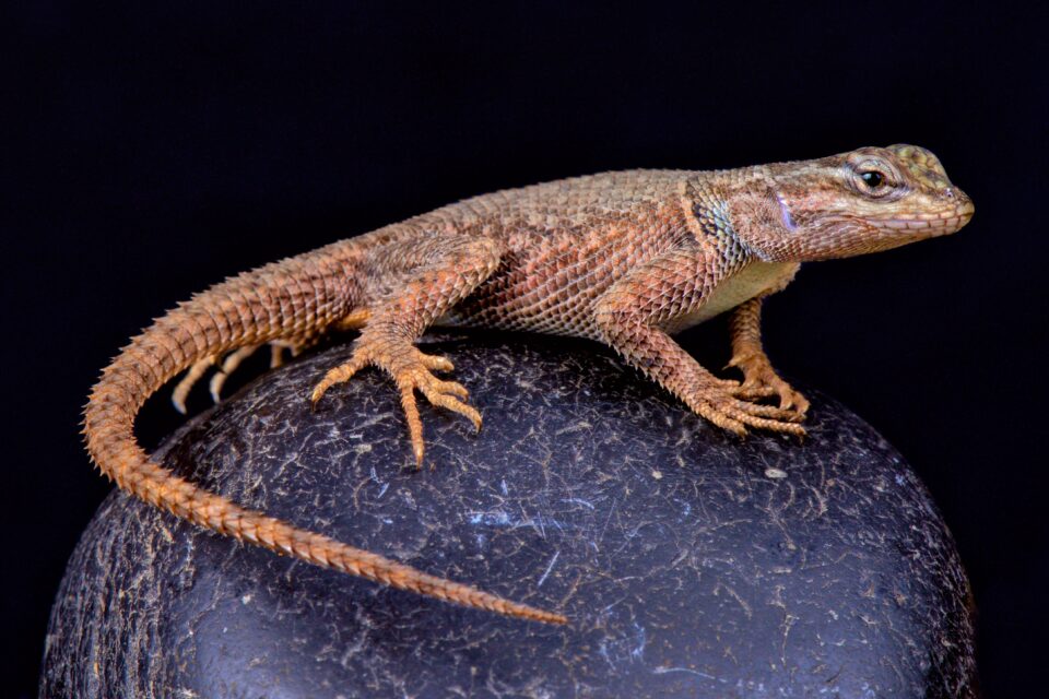 Three-million-year-old lineage of the Yarrow’s spiny lizard is nearly ...