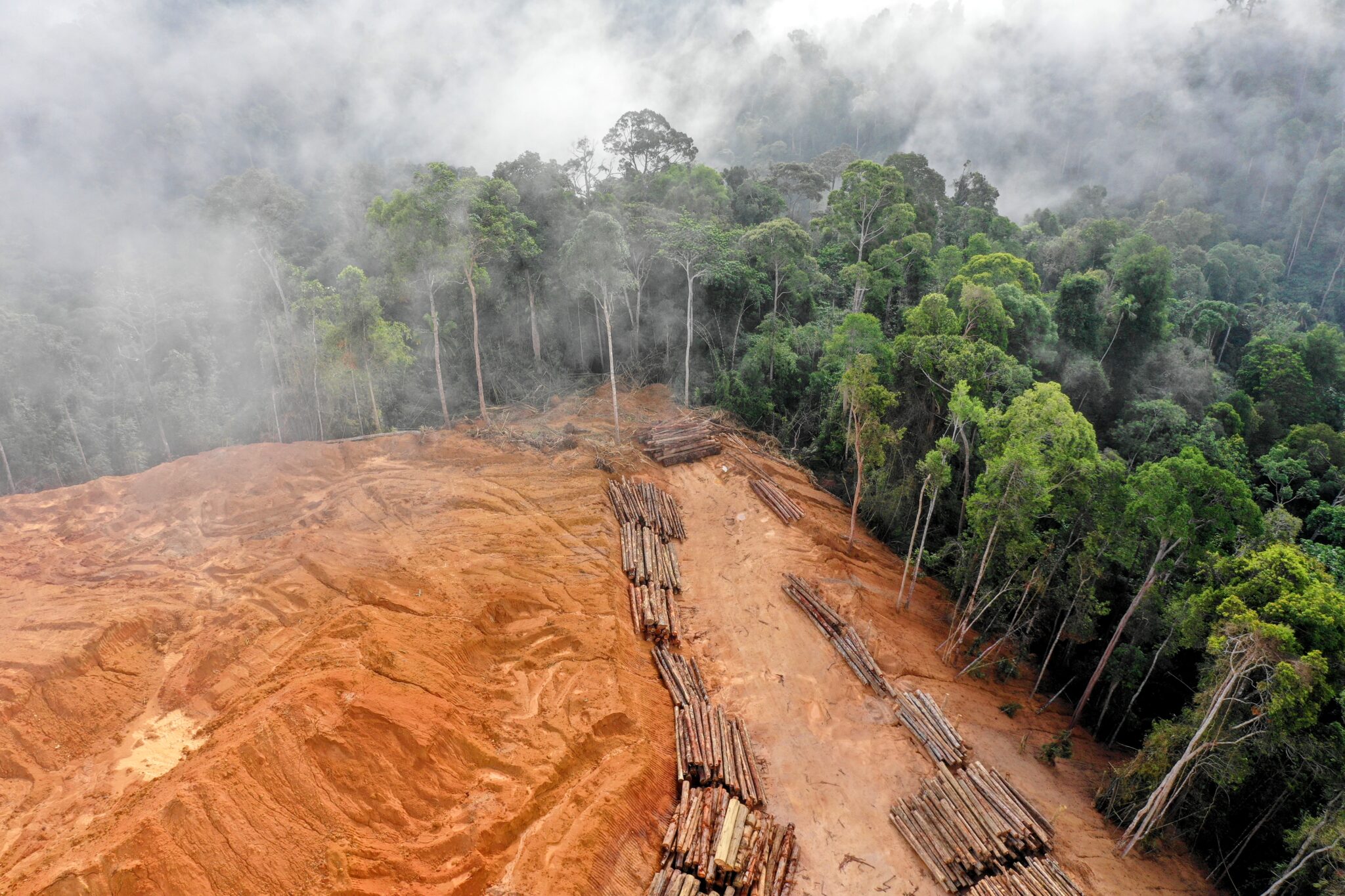 Global deforestation crisis: How can we stop massive forest losses ...
