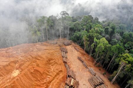Global deforestation crisis: How can we stop massive forest losses ...