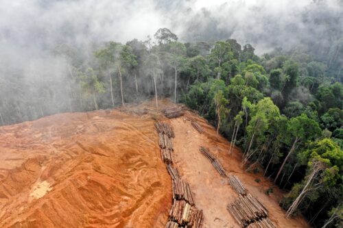 Global deforestation crisis: How can we stop massive forest losses ...