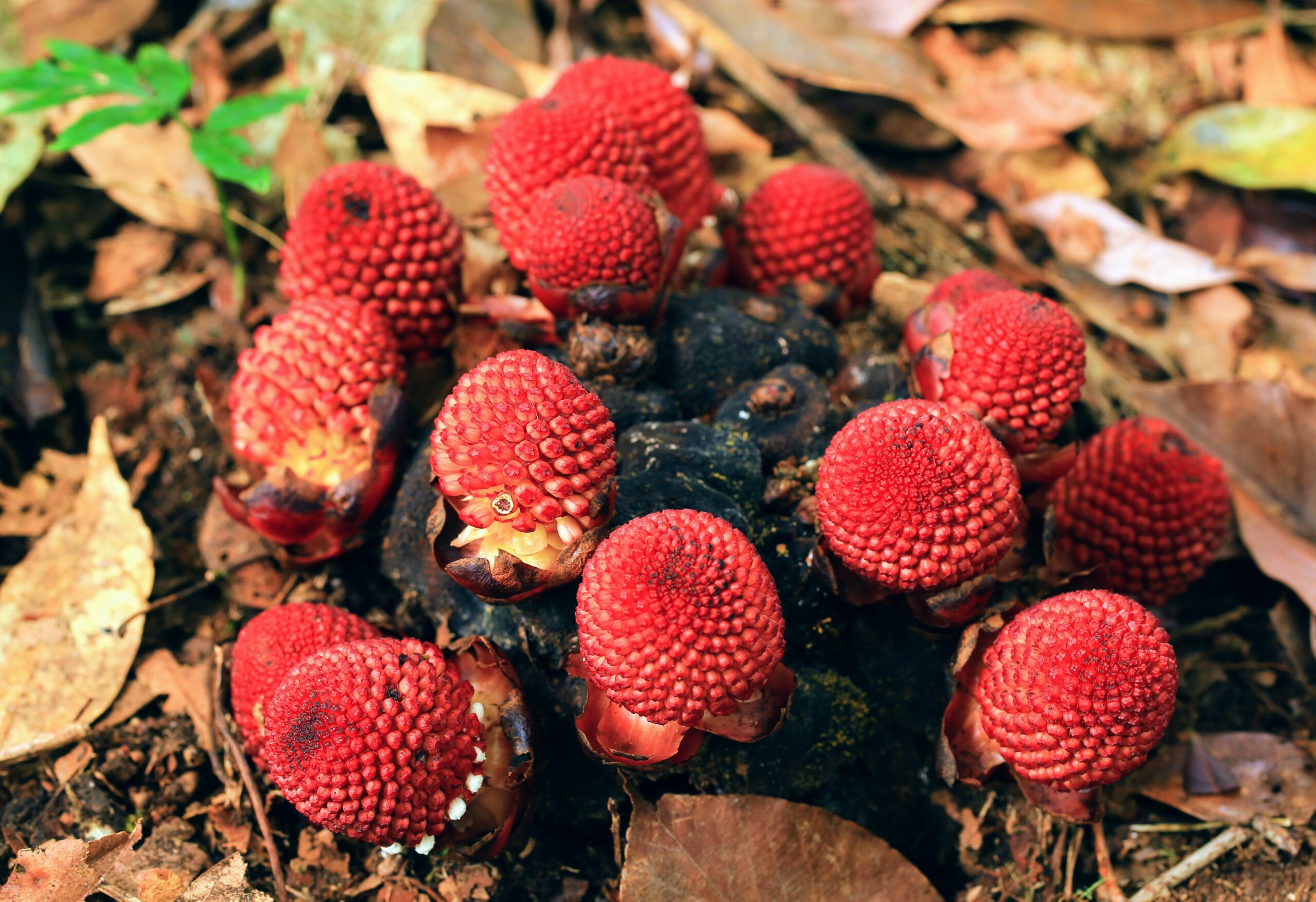 Extreme parasitism: Balanophora convinces a host to grow into its ...