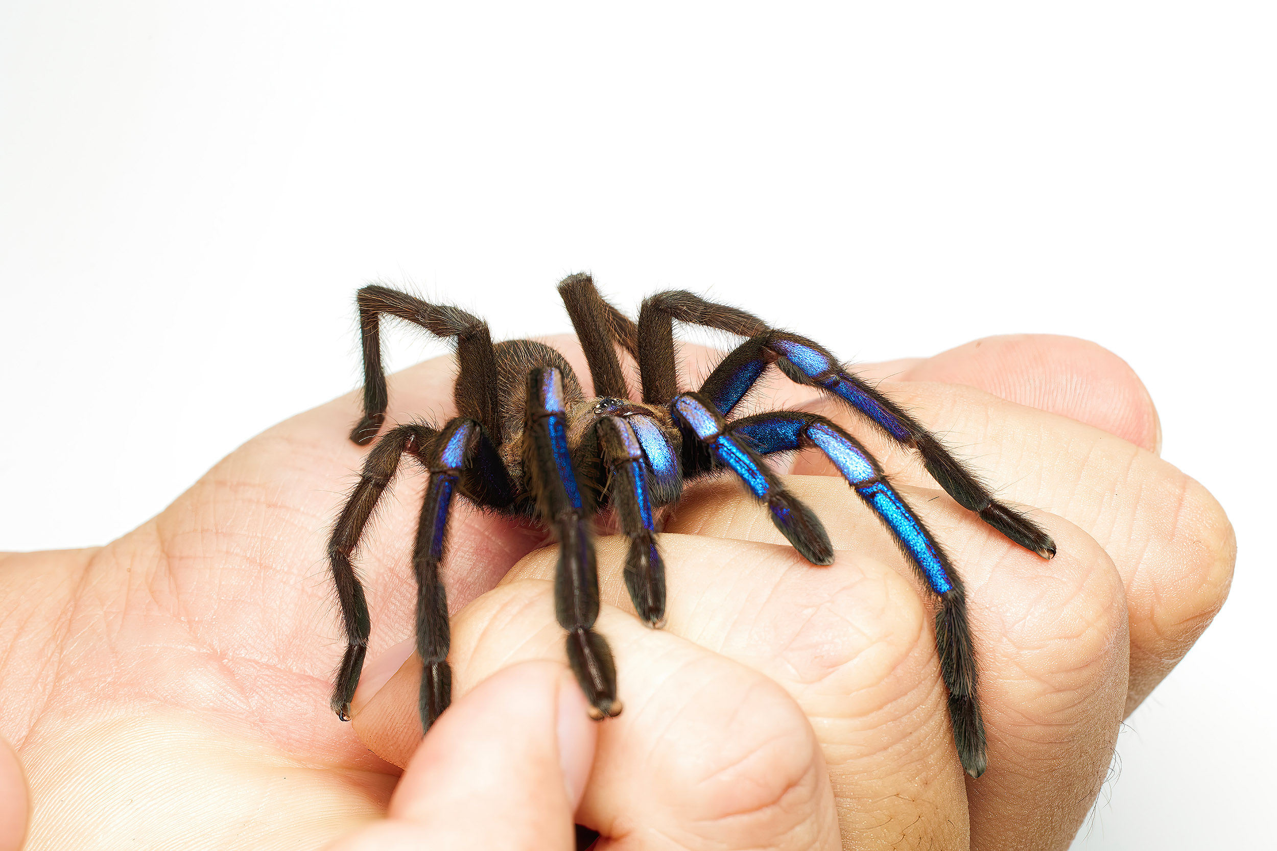 Electric blue tarantula discovered in a Thai mangrove forest - Earth.com