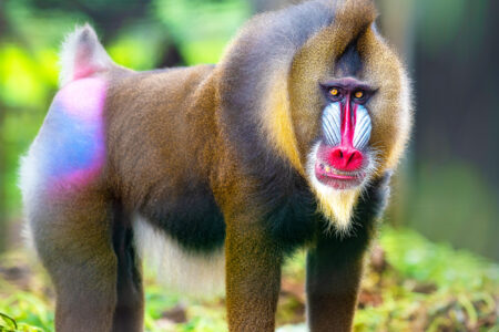 Colorful primates, oddly enough, don't have great color vision • Earth.com