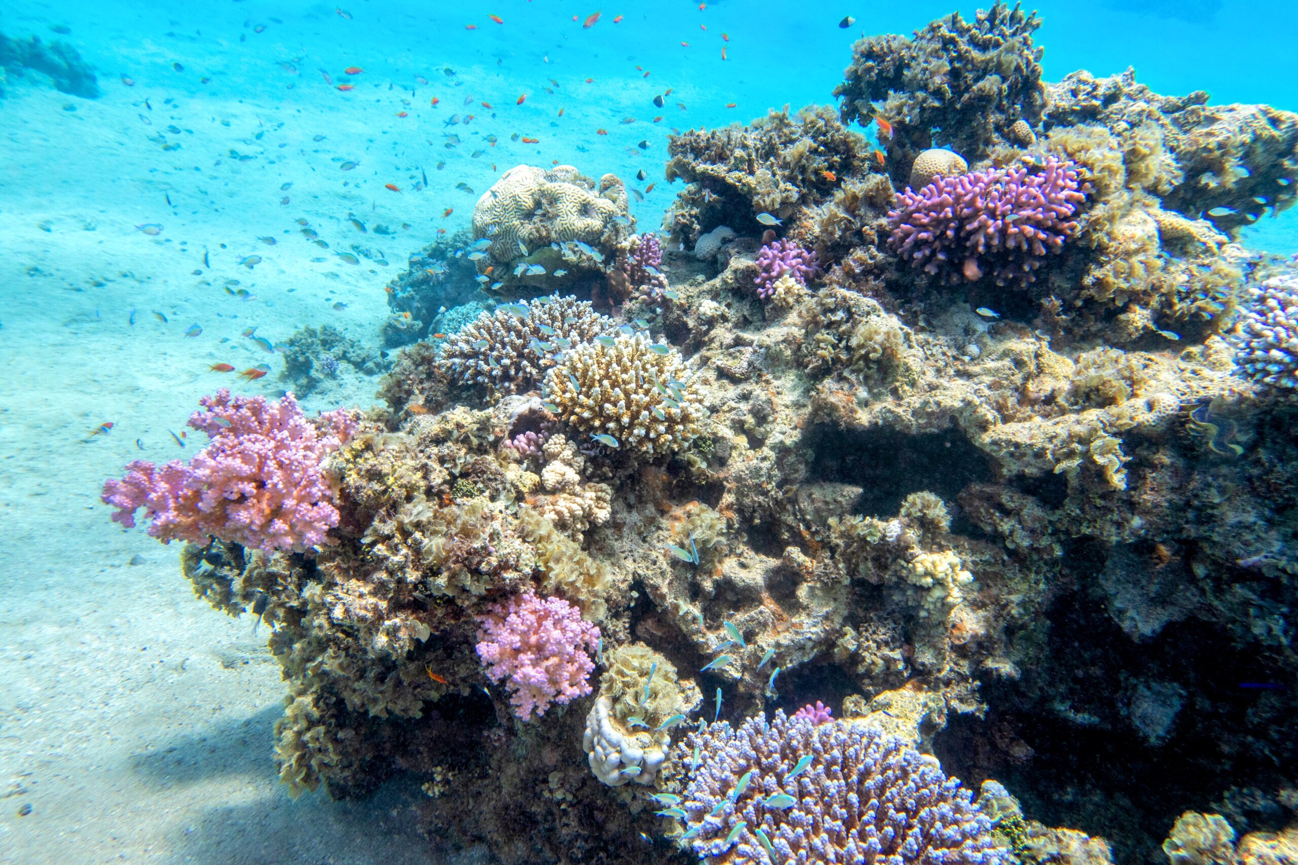 Cauliflower Soft Coral