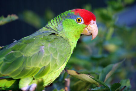 Endangered red-crowned parrots are thriving in urban Texas areas ...
