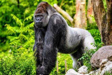 World Gorilla Day: Supporting the guardians of the forest • Earth.com