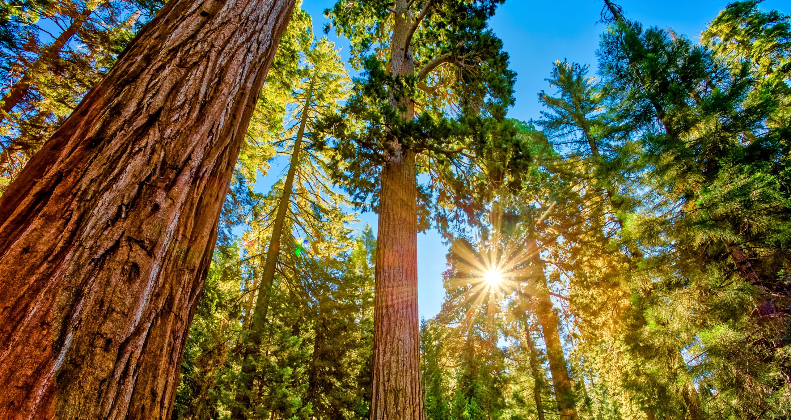 Plants have a way of telling us what climate they can survive in ...