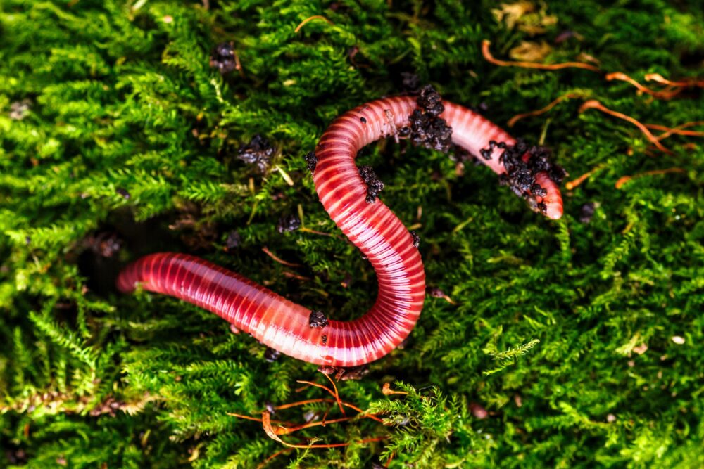 Earthworms are important drivers of global food production • Earth.com