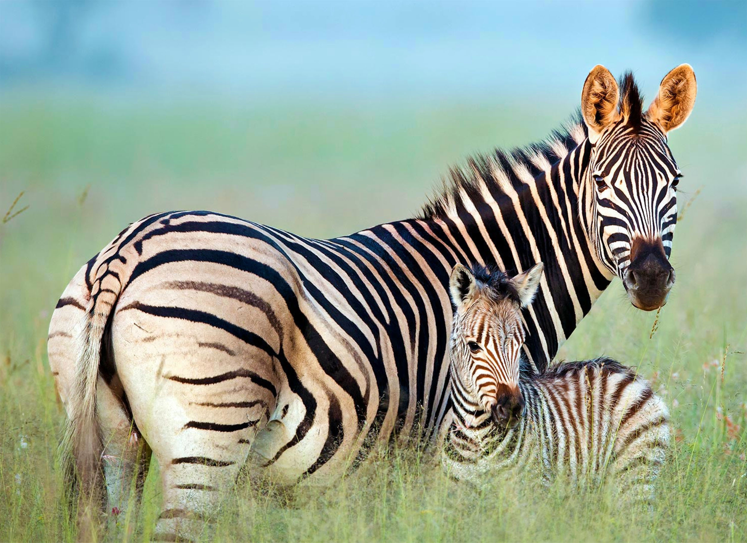 What links zebras to sperm swimming? Science never ceases to amaze ...