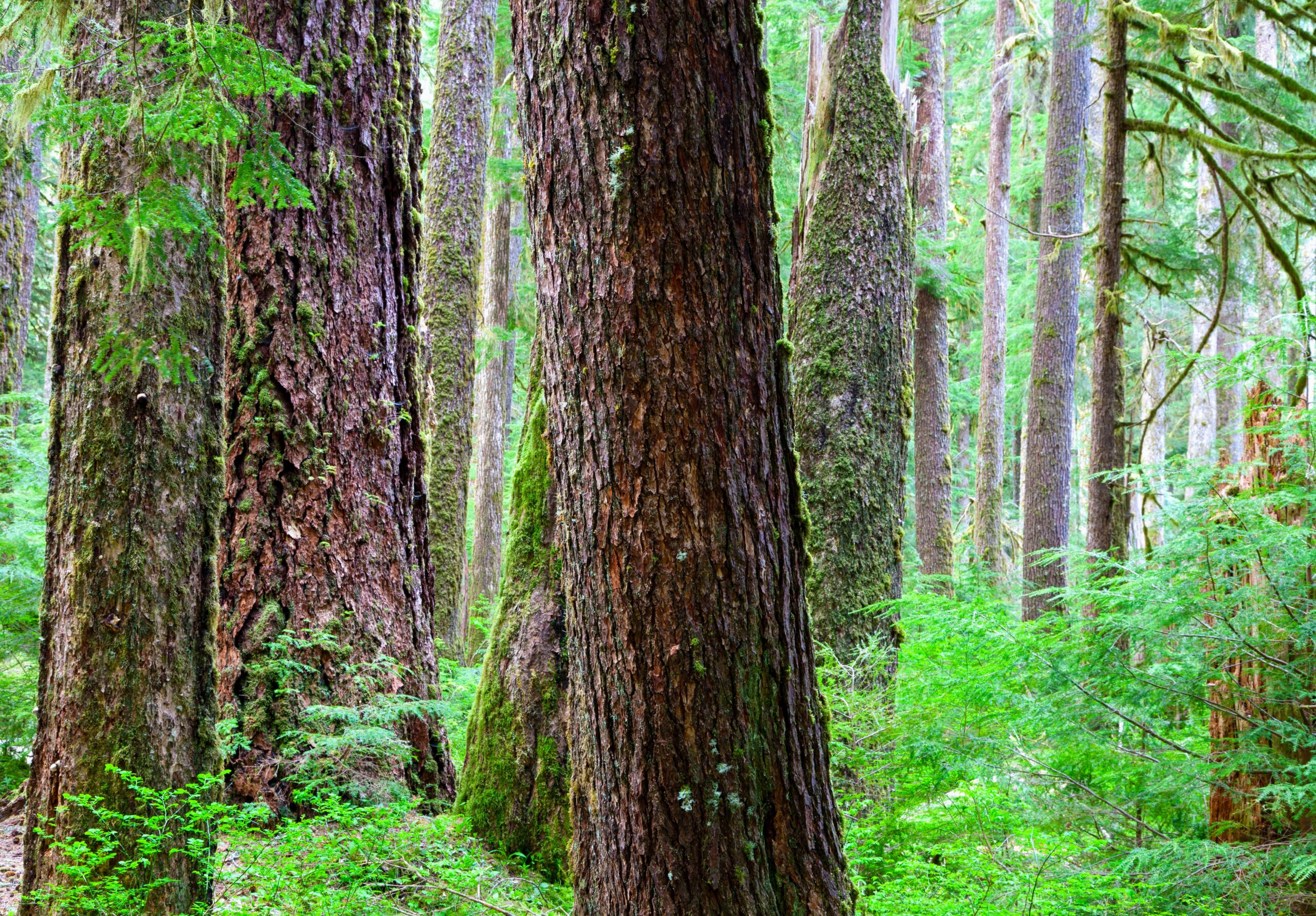 Violent earthquake threat in the Pacific Northwest revealed in tree ...