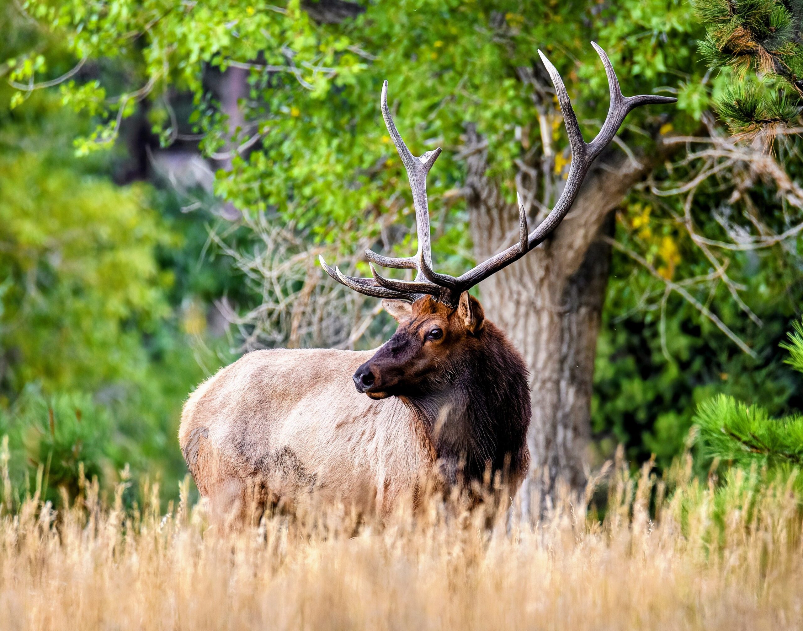 Emerging hoof disease may cause physiological changes in elk - Earth.com