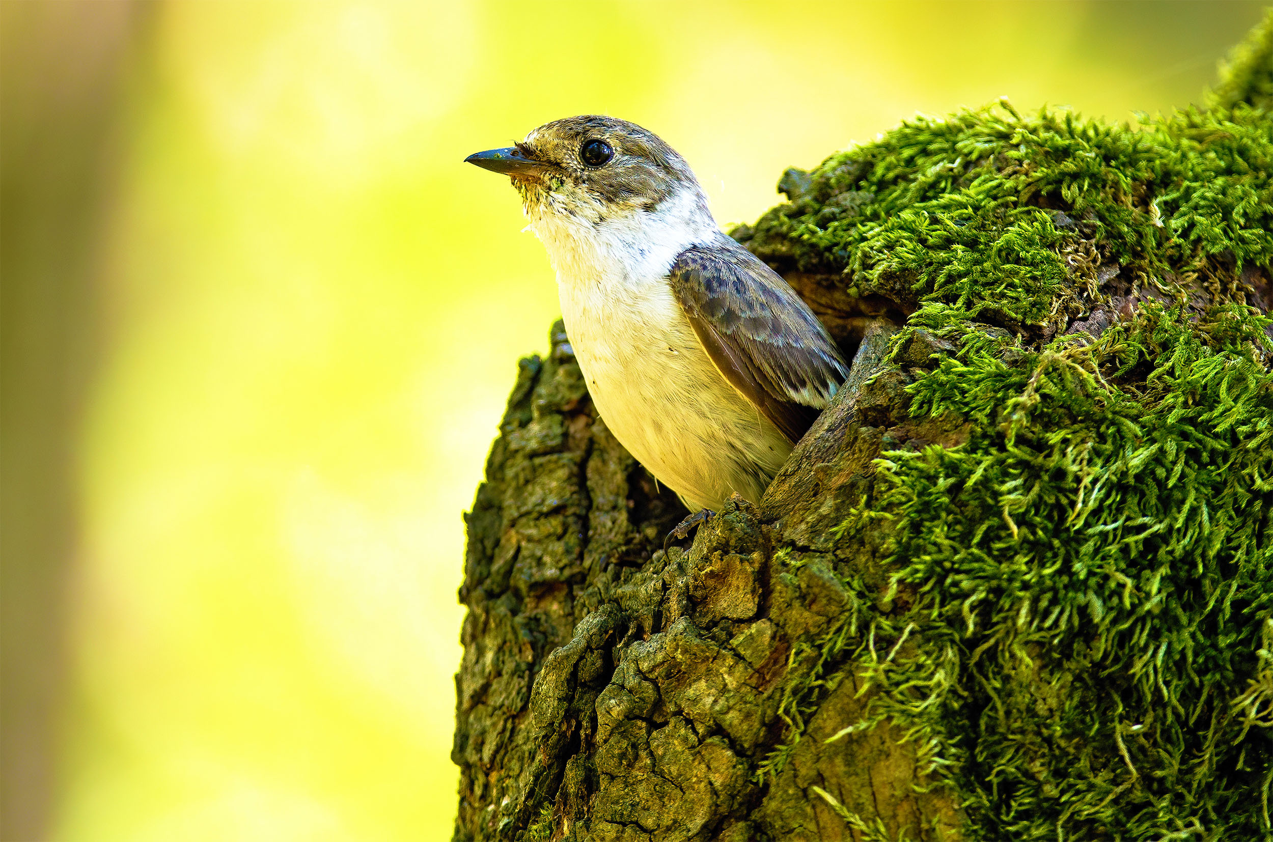 Migratory birds can learn to adjust to early spring - Earth.com