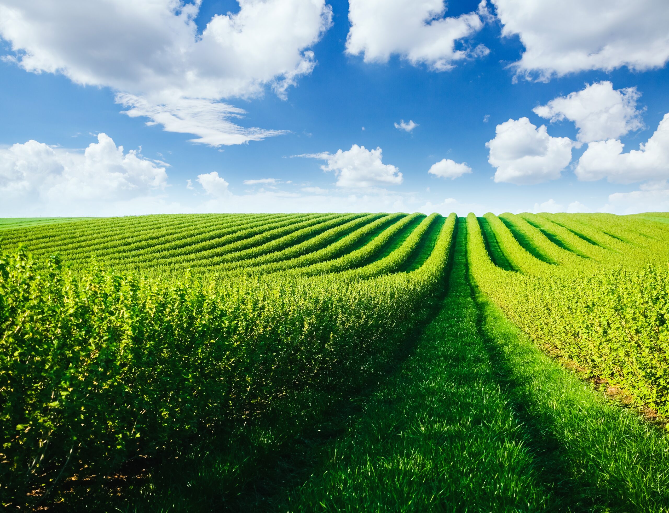 Abandoned croplands could boost food security and climate mitigation ...