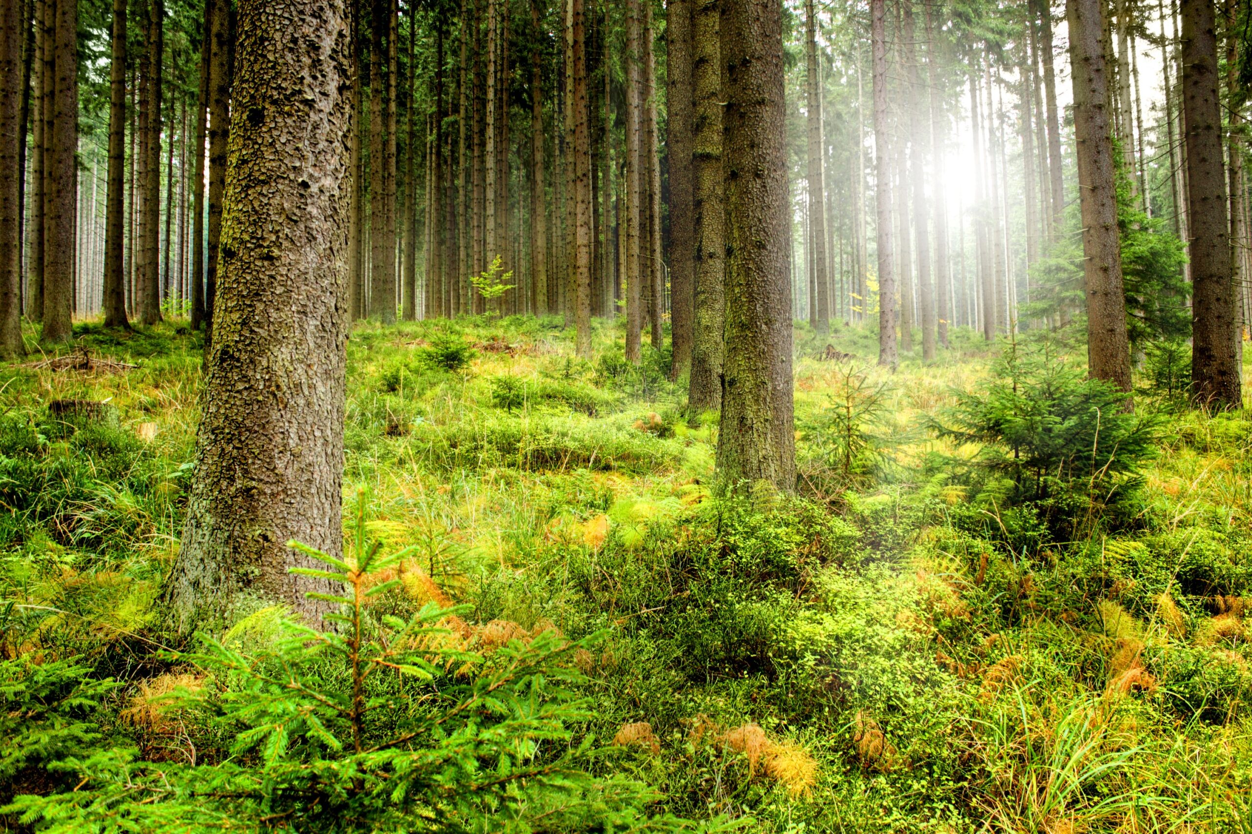 Boreal and temperate forests have emerged as the main carbon sinks ...