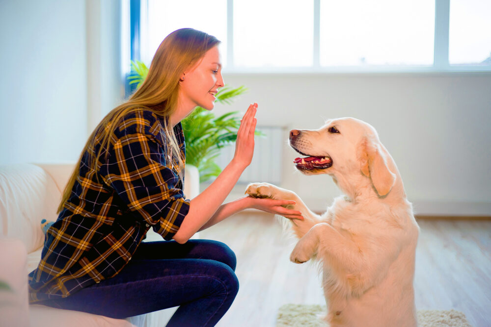 Dogs’ facial markings influence how they bond with humans • Earth.com
