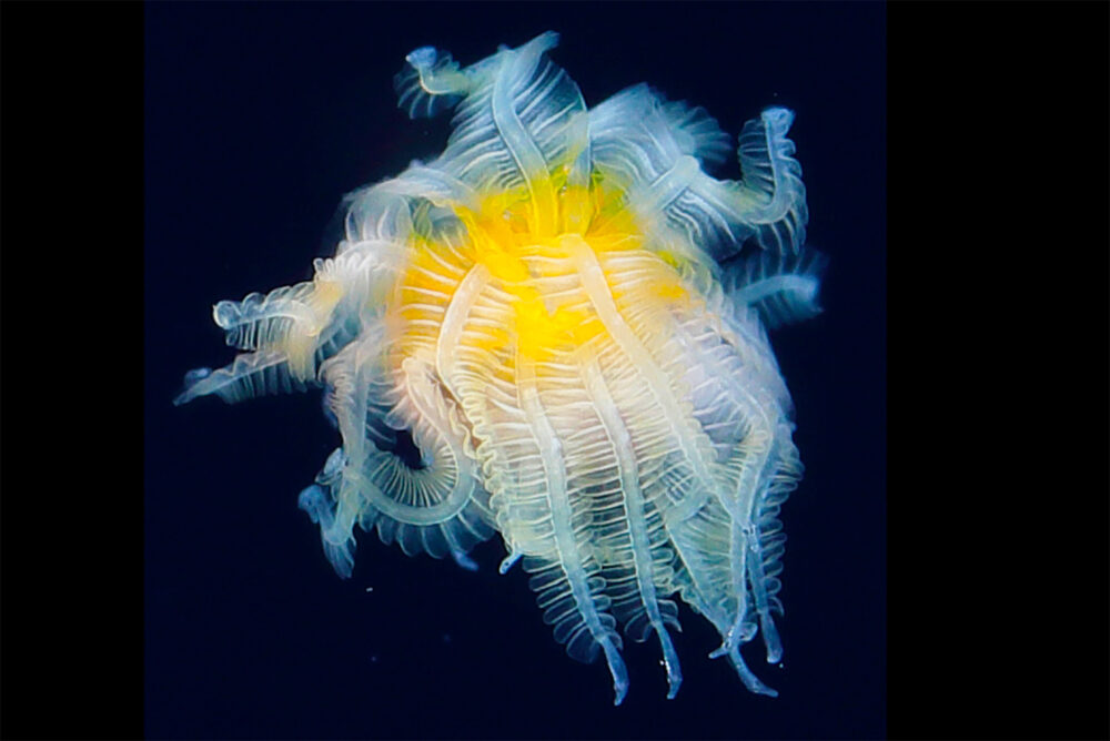 Bizarre sea creature, Cercariae, is actually a colony of hundreds of ...