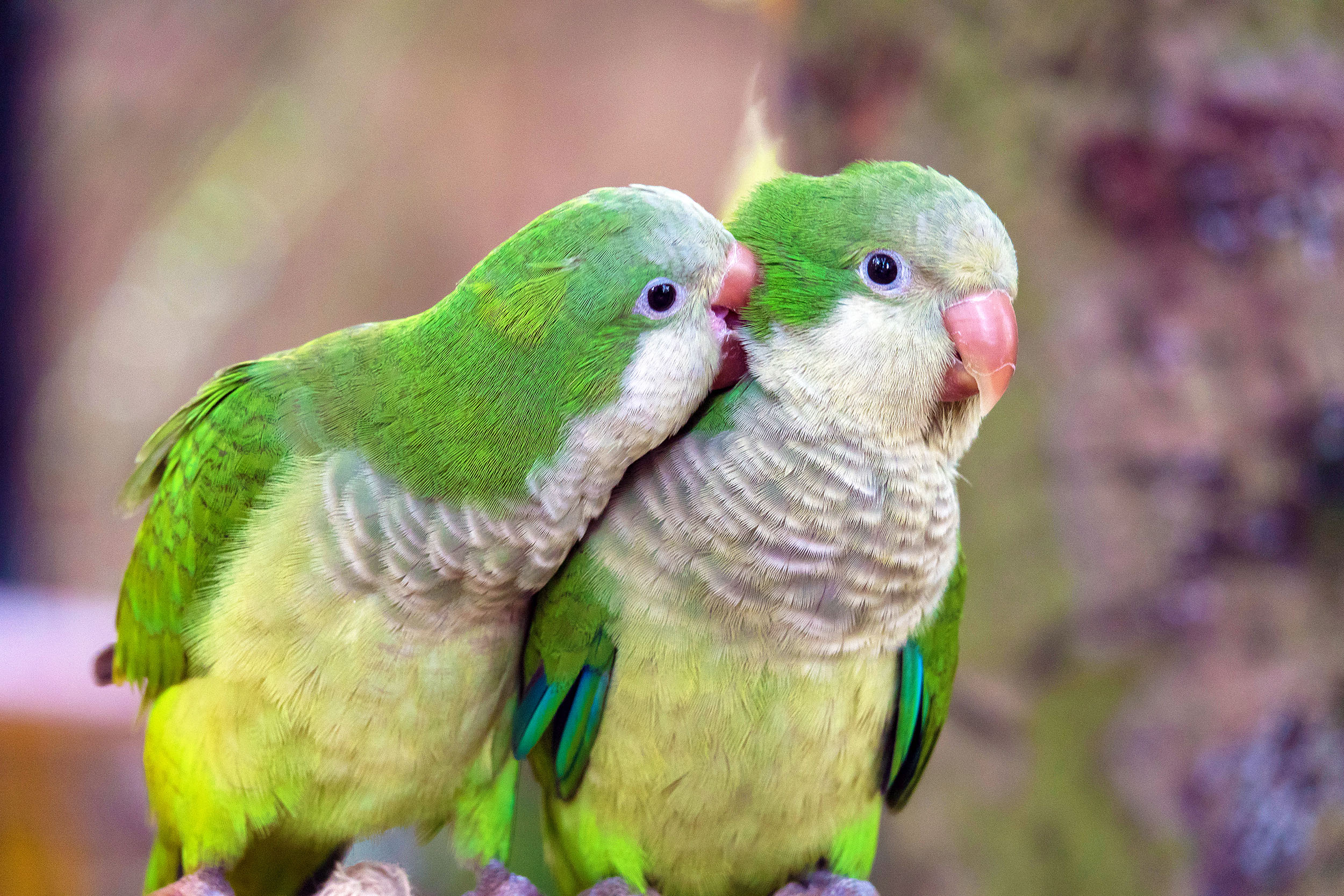 Parrots have a unique voice print similar to humans - Earth.com