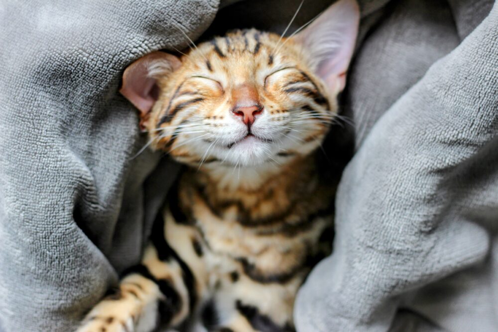 Cat purring remains a mystery that we don't fully understand • Earth.com