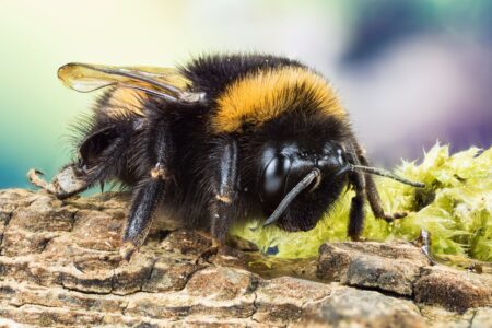 Bumblebees have unique defense tactics against Asian hornets • Earth.com