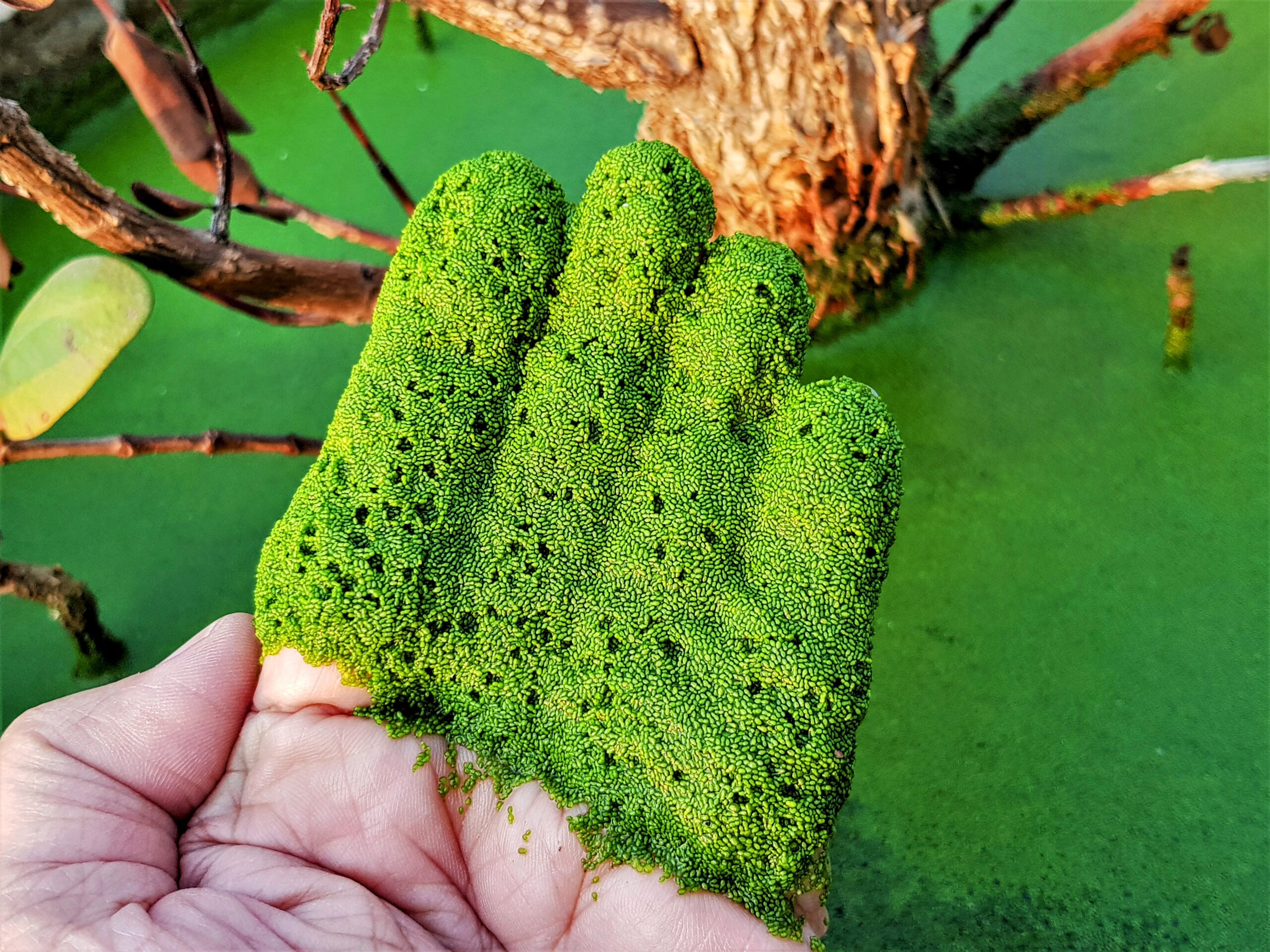 Watermeal may become an essential food for astronauts - Earth.com