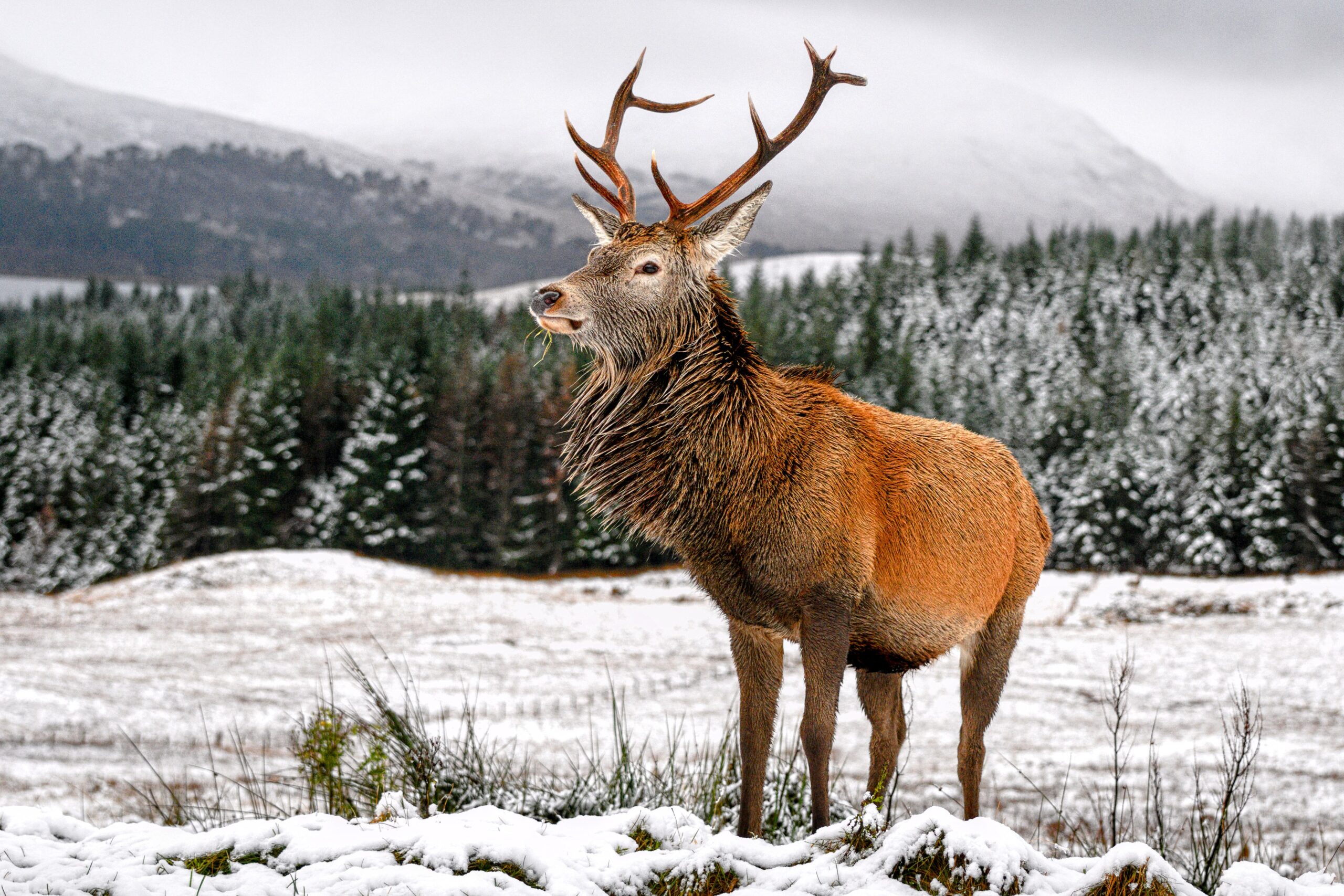 Evolutionary flexibility: Unique traits help mammals survive - Earth.com