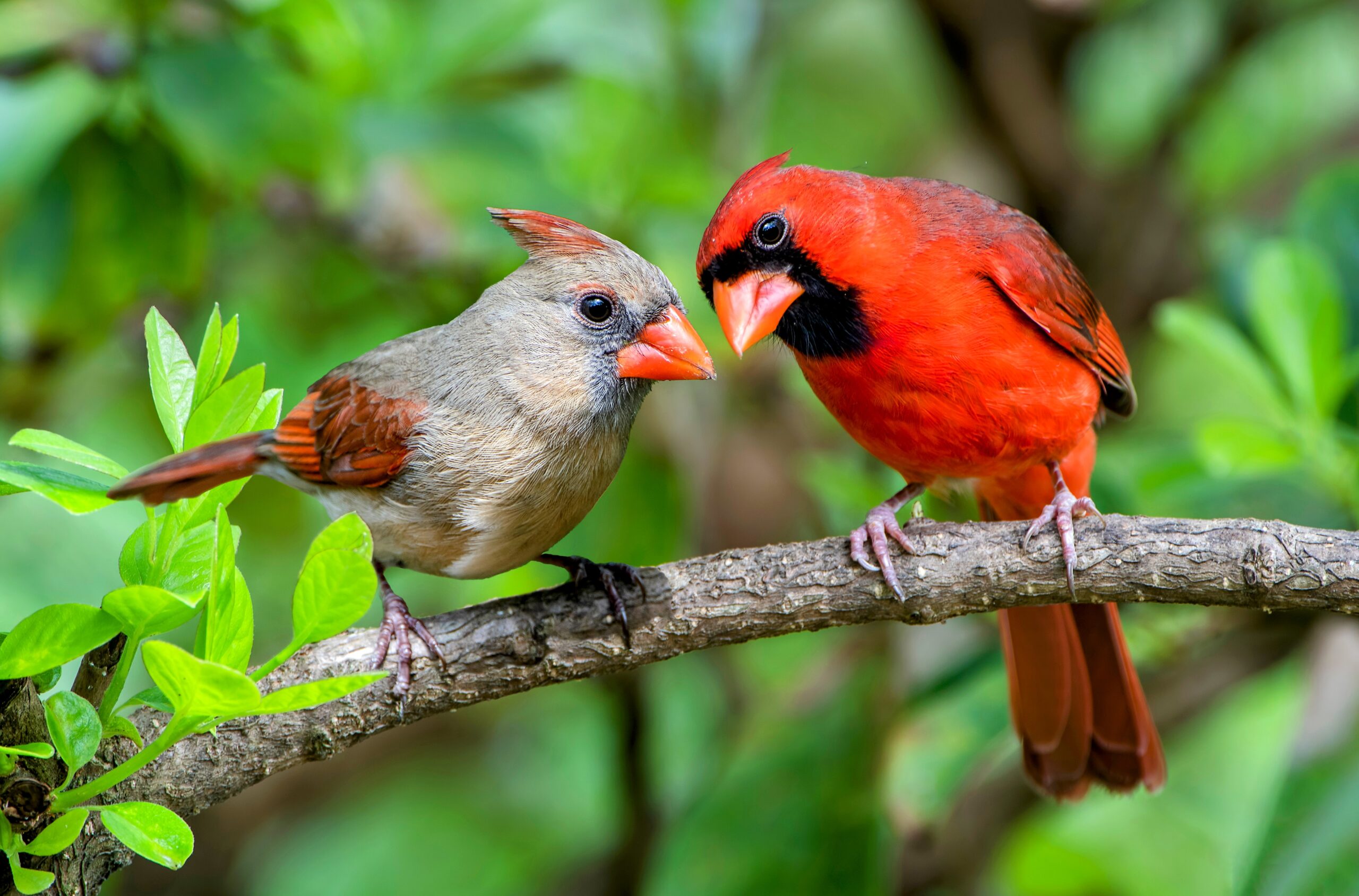 Bird communities in protected areas are rapidly changing - Earth.com