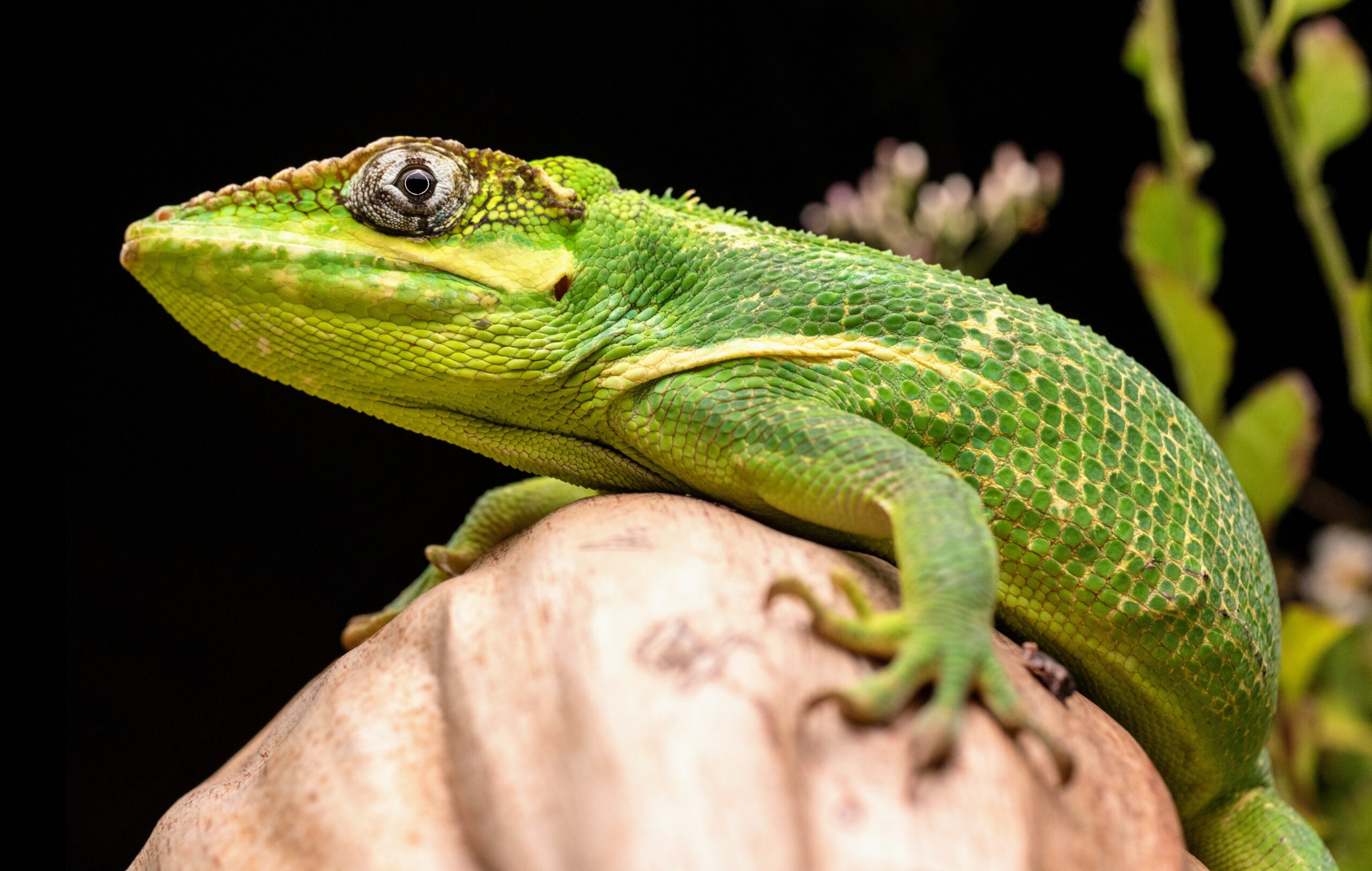 Lizards challenge what we know about natural selection - Earth.com