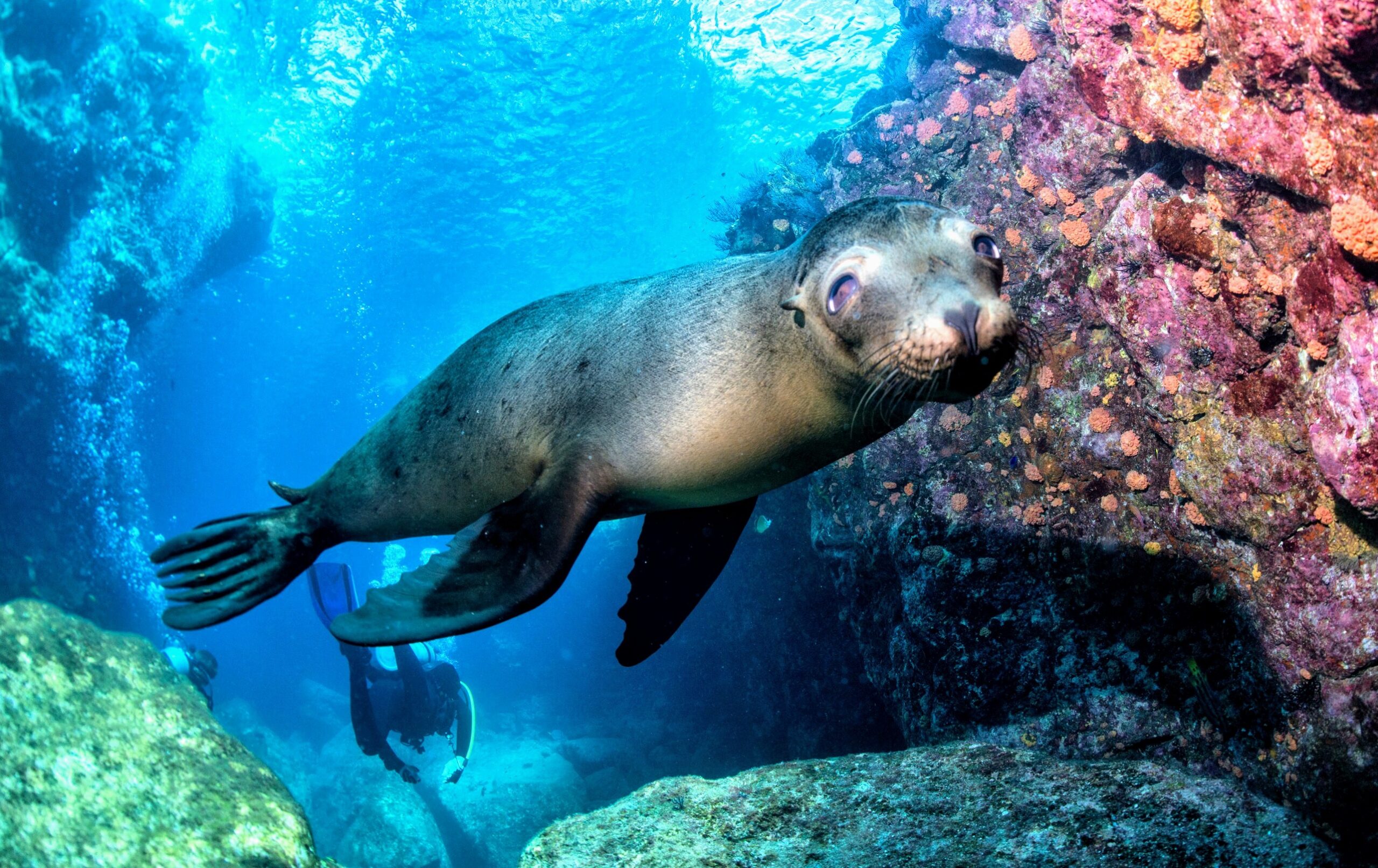 Ocean noise is getting louder and harming marine life - Earth.com