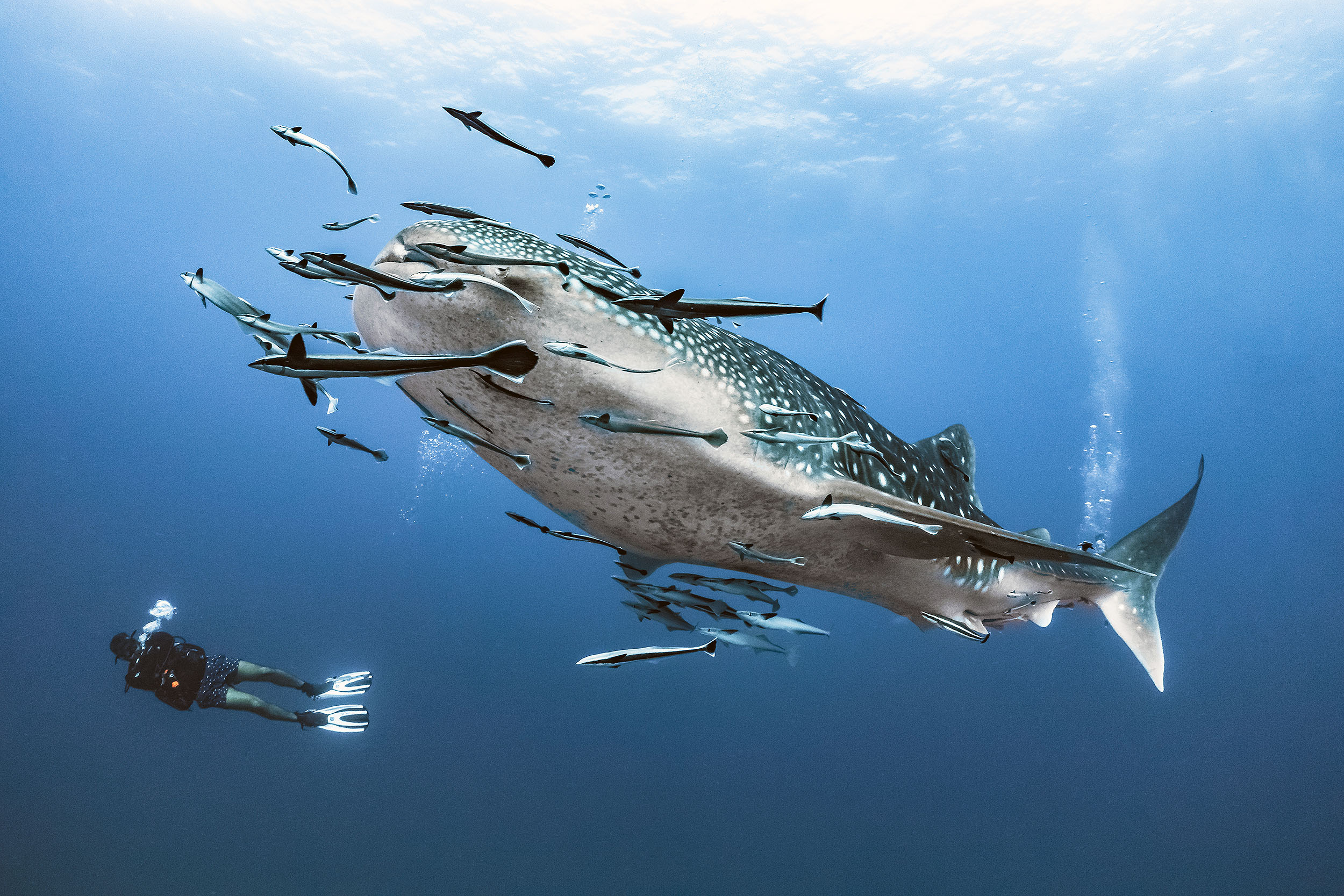 Indonesia turns to DNA technology to save their sharks - Earth.com