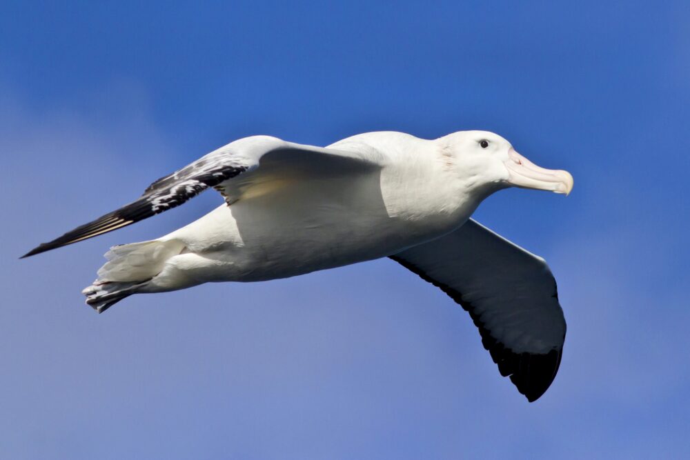 Albatrosses use infrasound for long distance navigation • Earth.com