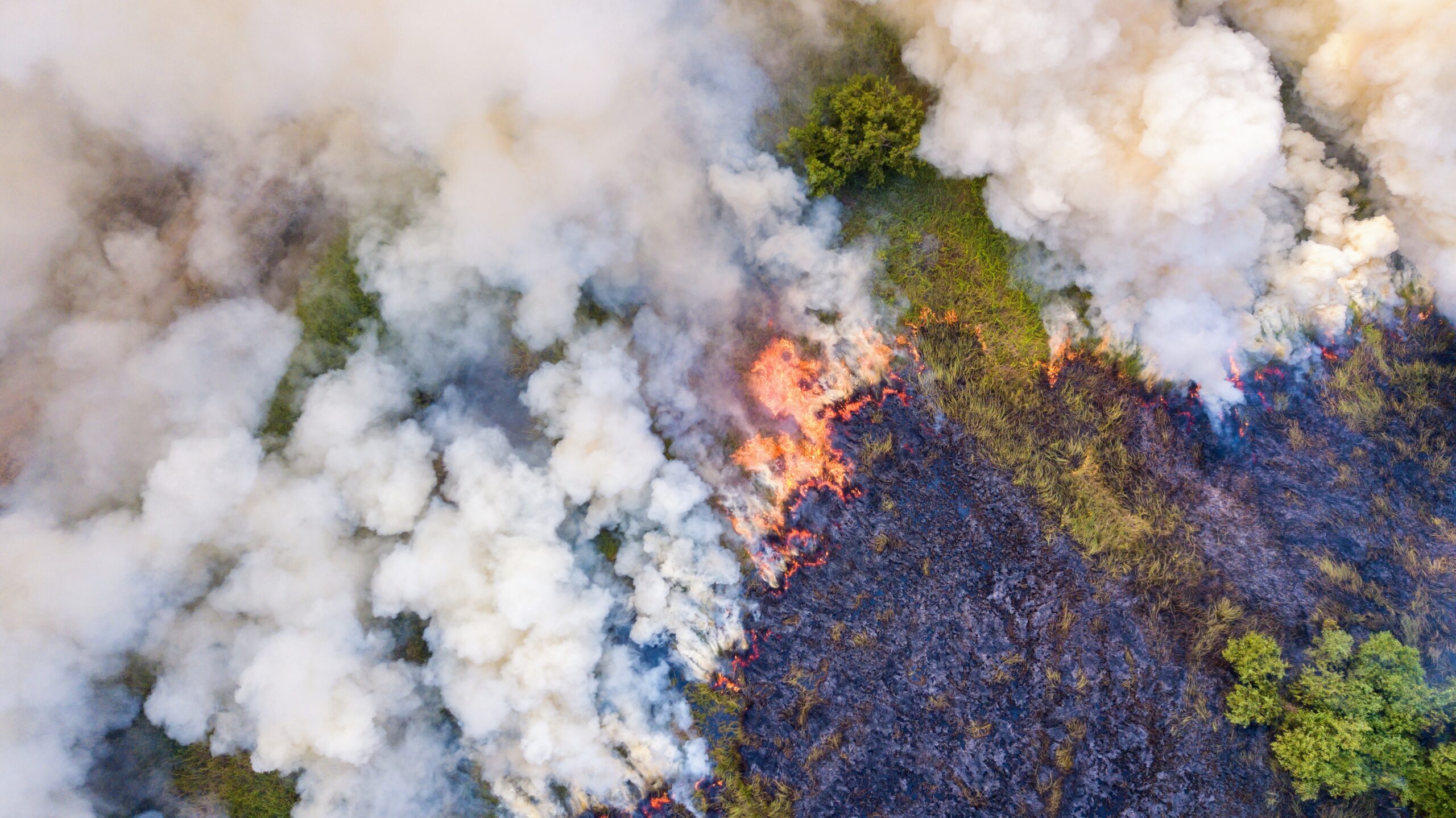 Wildfires threaten environmental gains in the Amazon - Earth.com