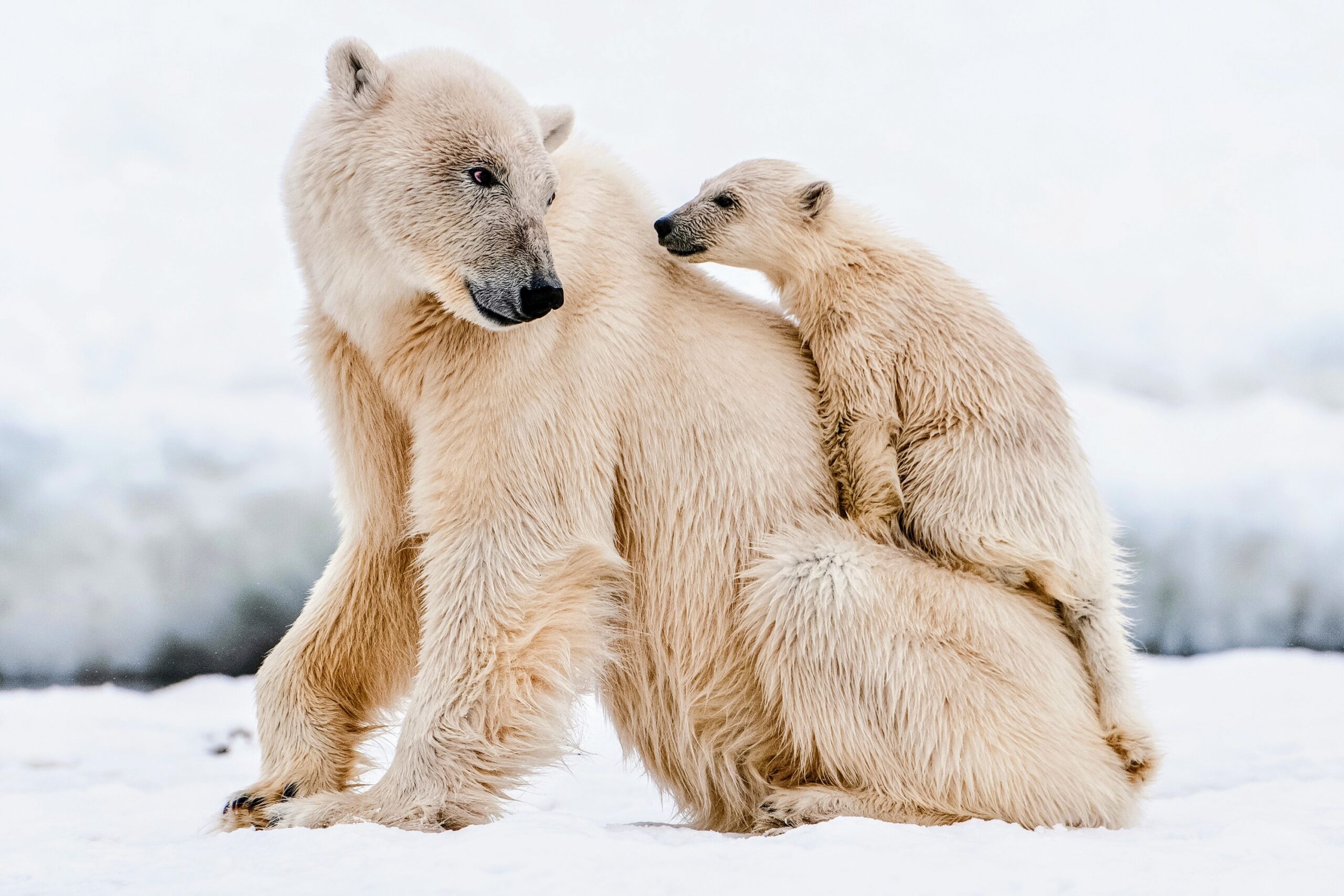 Radar imaging will help protect polar bears - Earth.com