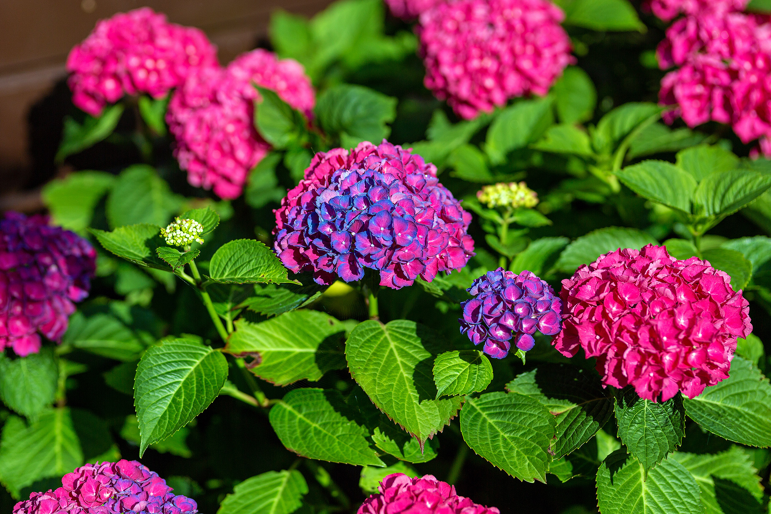 "Sentinel plants" change colors when they detect toxic chemicals ...