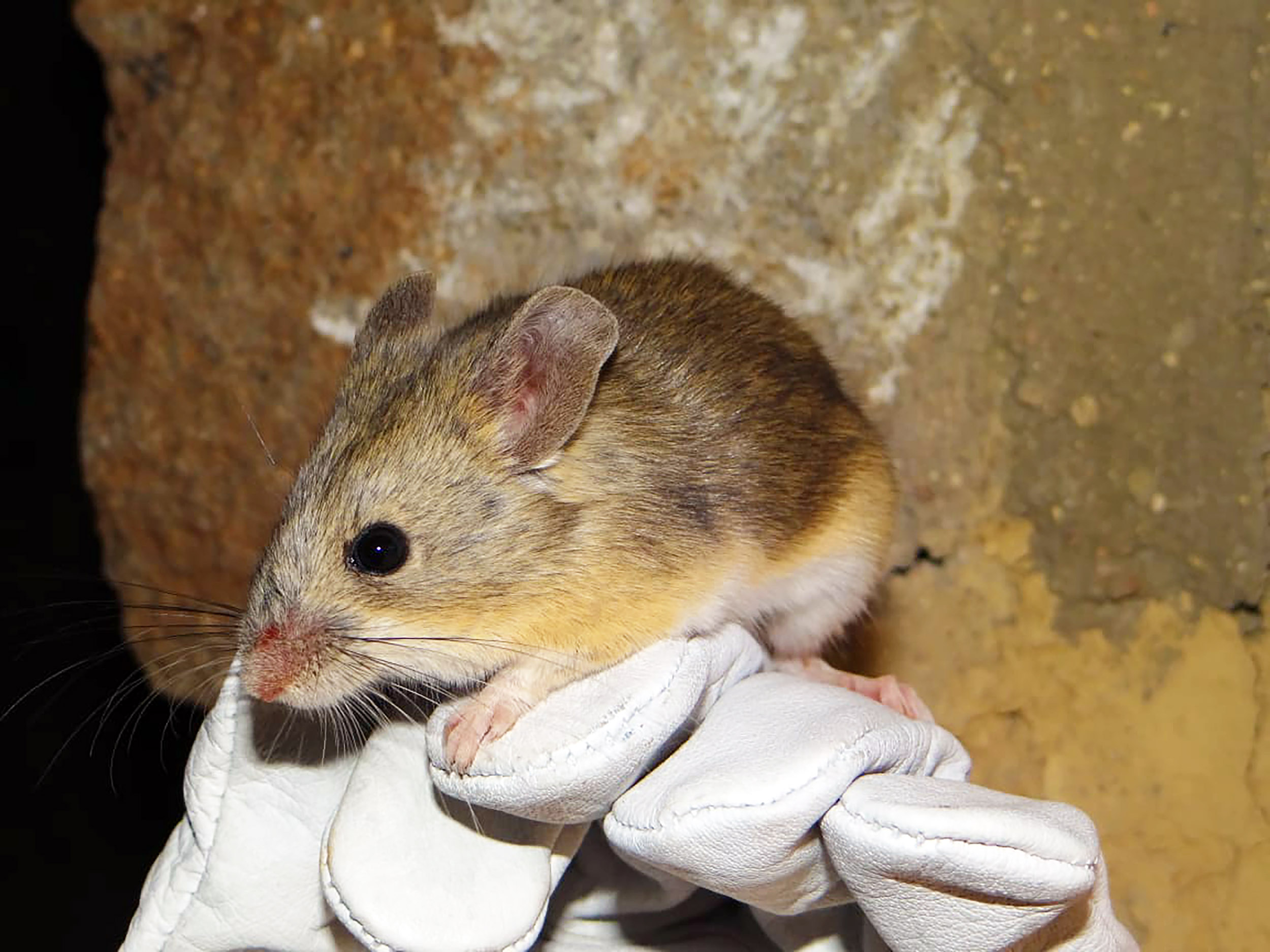 Mice living in 22,000 foot mountains set elevation habitat record ...
