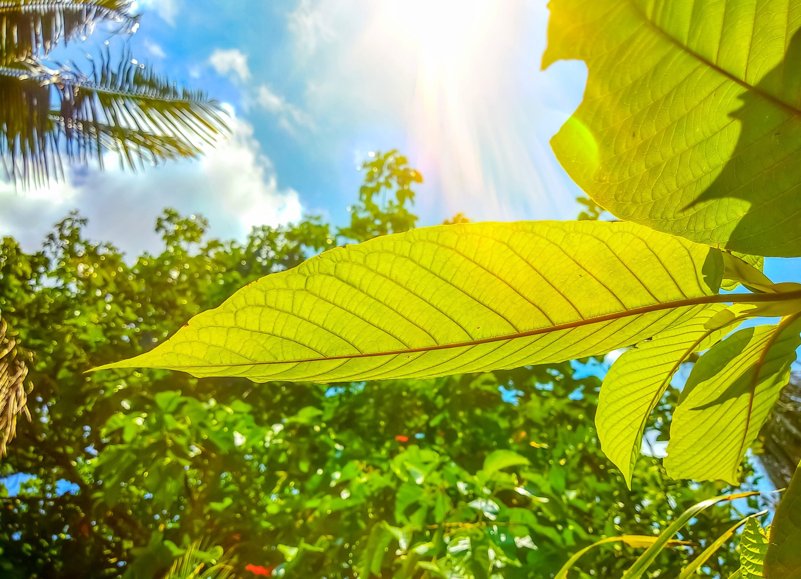 Plant-based materials could revolutionize medical microrobots - Earth.com