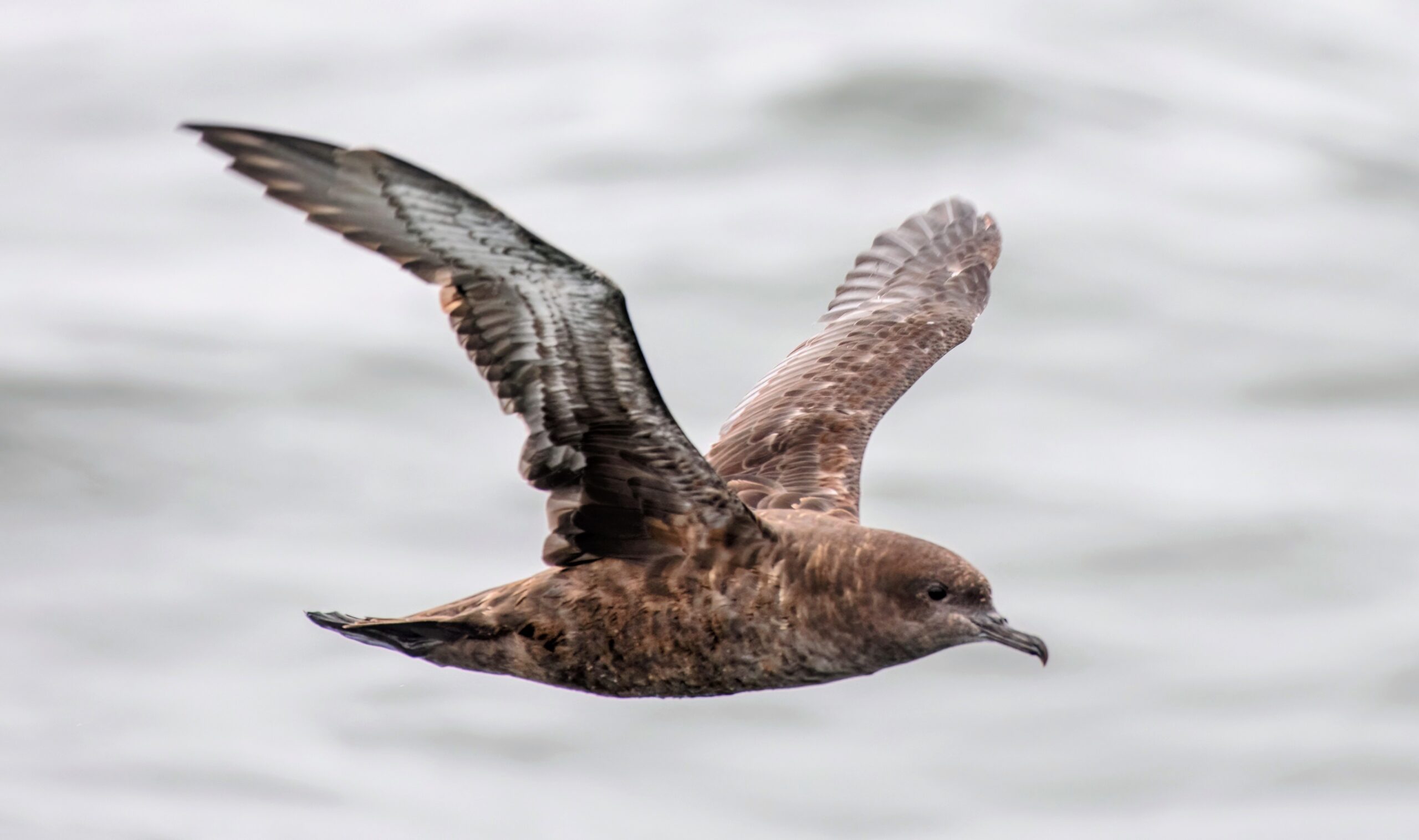 Seabird rode out a typhoon for 11 hours and over 1000 miles - Earth.com